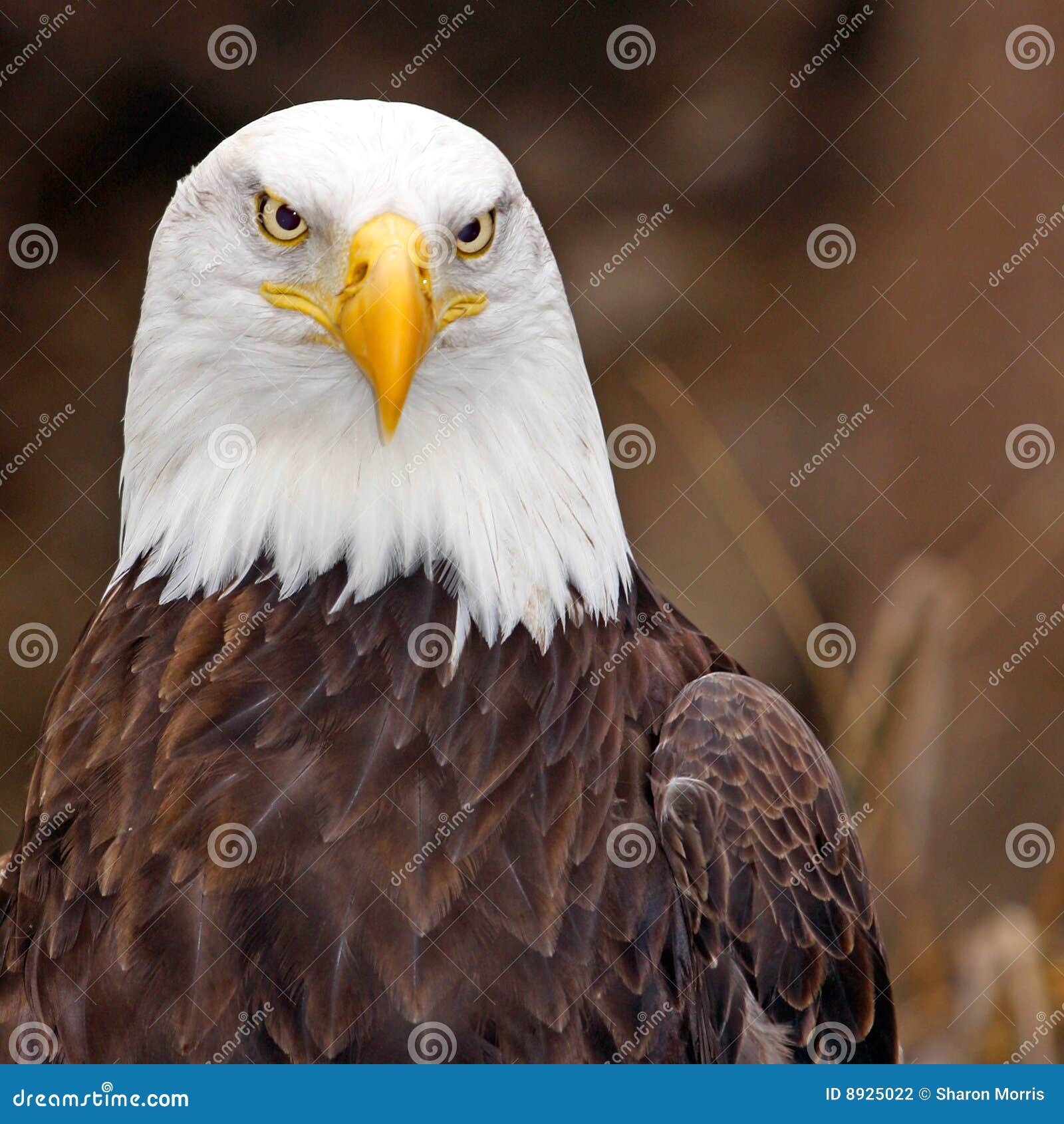 Weiblicher Amerikanischer Adler Stockfoto - Bild von adler, stolz: 8925022
