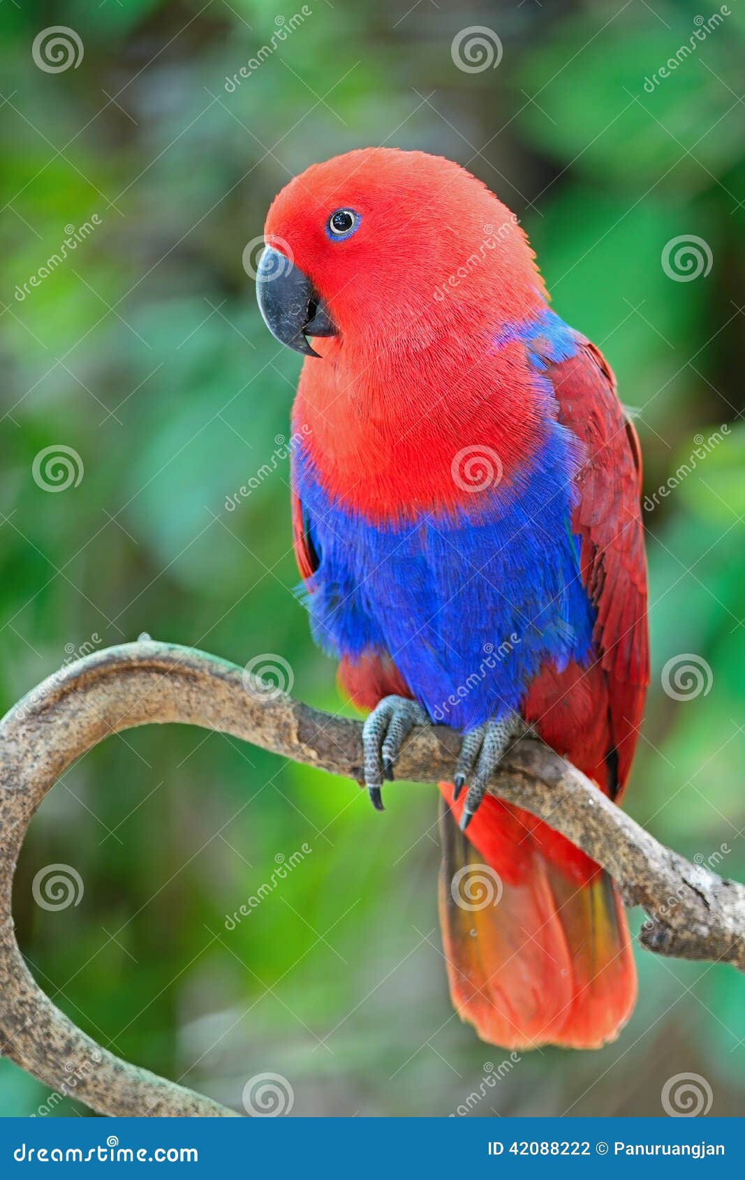 Weiblicher Eclectus Papagei Stockfoto - Bild von schönheit, porträt ...