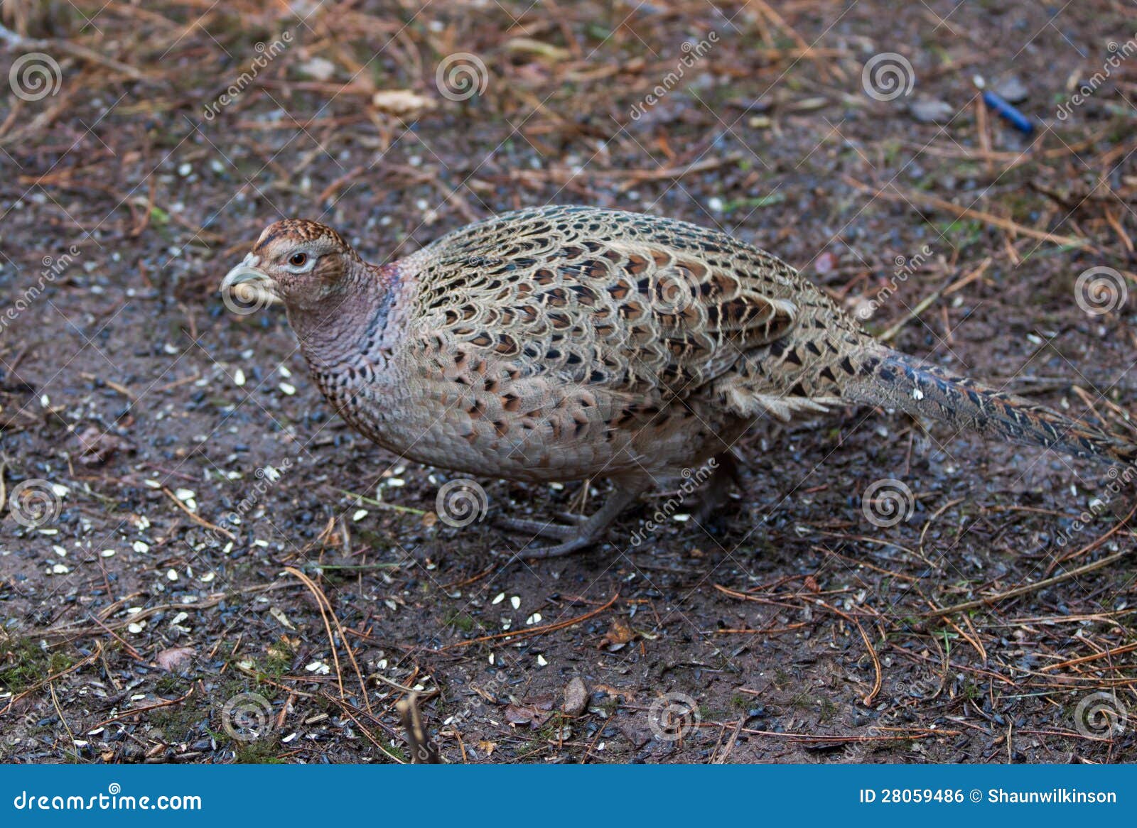 Weiblicher Fasan stockfoto. Bild von schnabel, tier, heck - 28059486