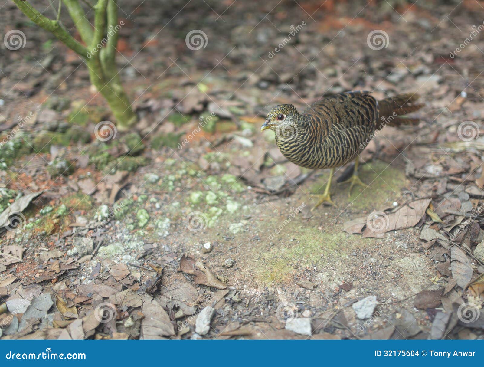 Weiblicher Fasan stockfoto. Bild von schmutz, nave, henne - 32175604