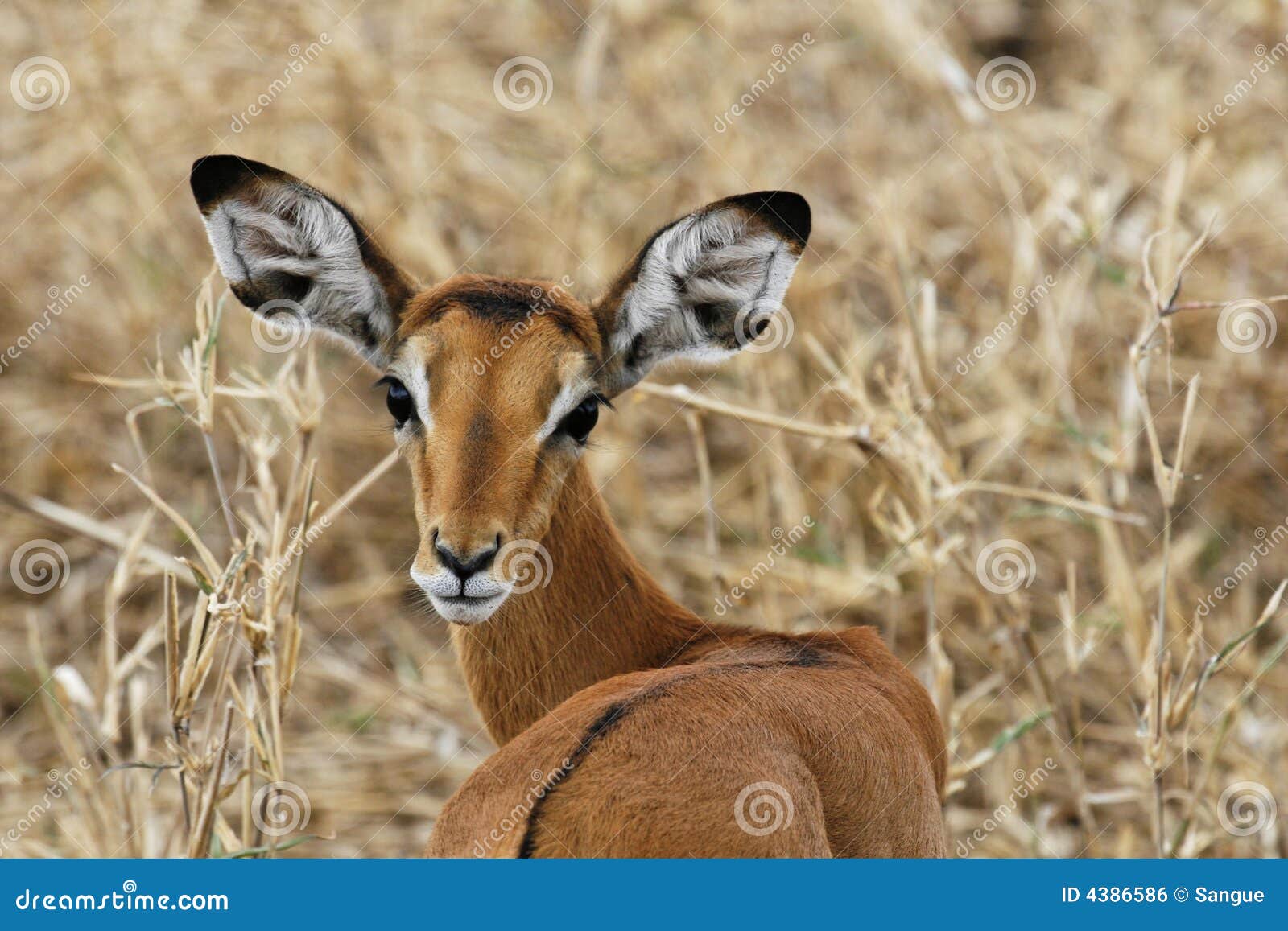 Weiblicher Impala stockfoto. Bild von schauen, tier, neugierig - 4386586
