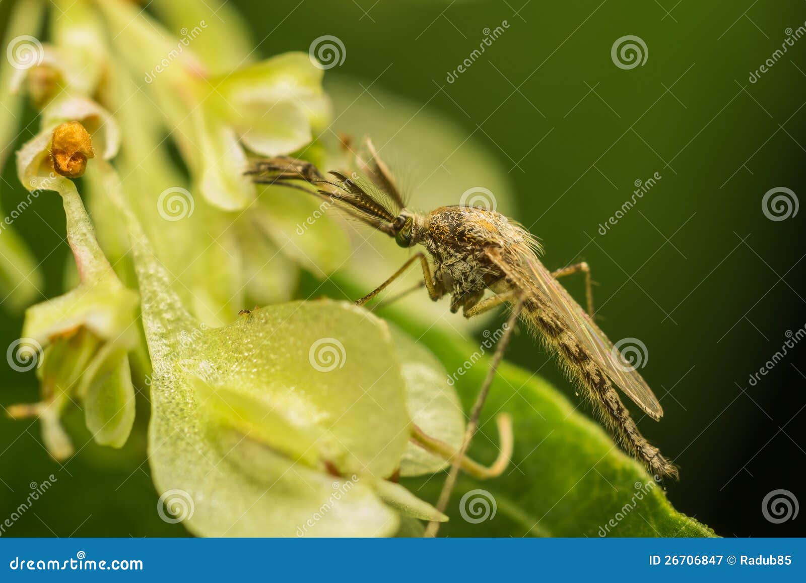 Weiblicher Moskito stockbild. Bild von blutsauger, gefährlich - 26706847