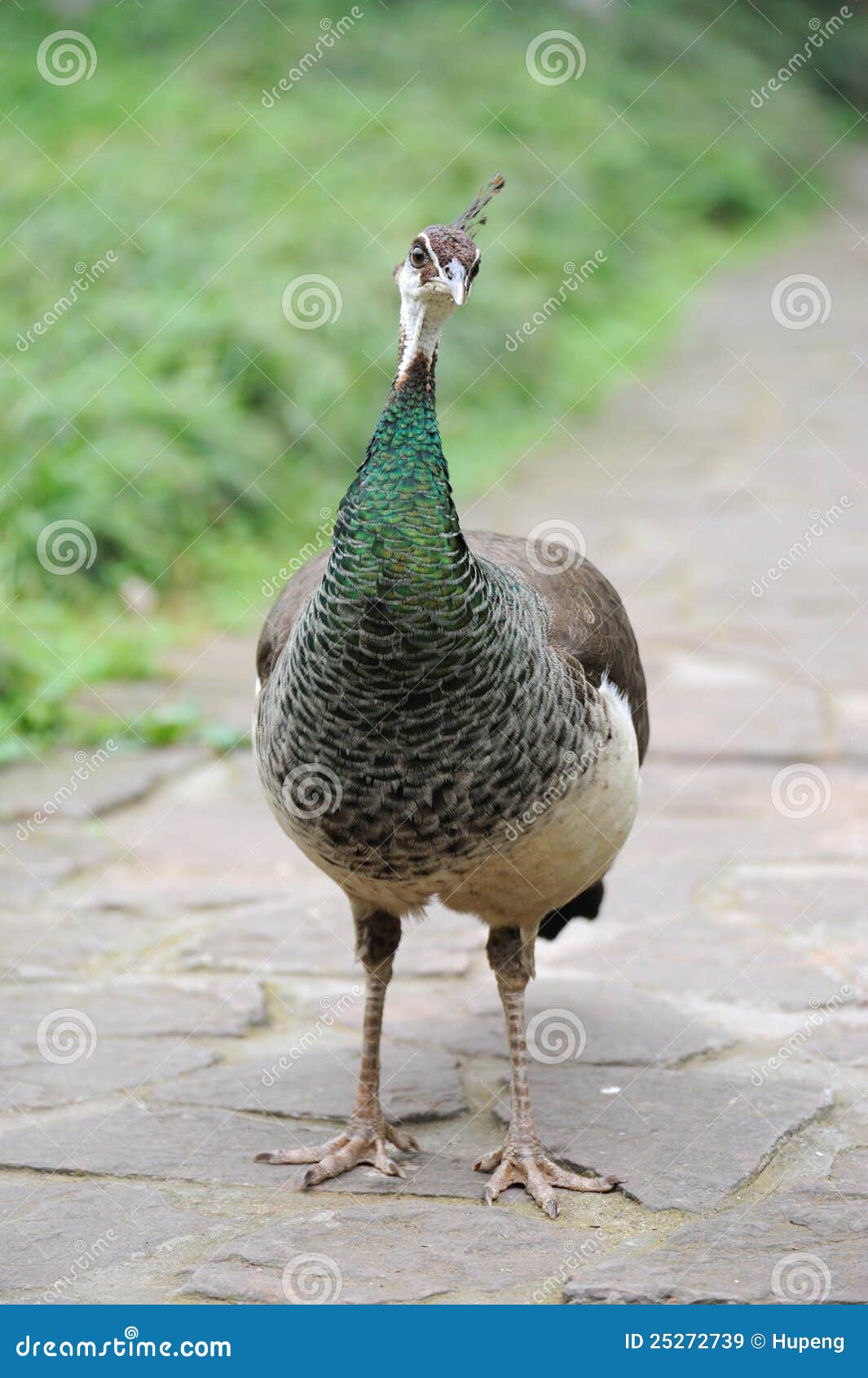 Weiblicher Pfau stockbild. Bild von frech, schnabel, herrlich - 25272739