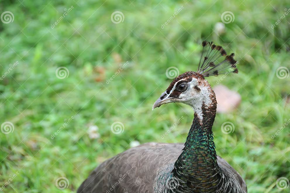 Weiblicher Pfau stockfoto. Bild von schnabel, frau, kinder - 25449036