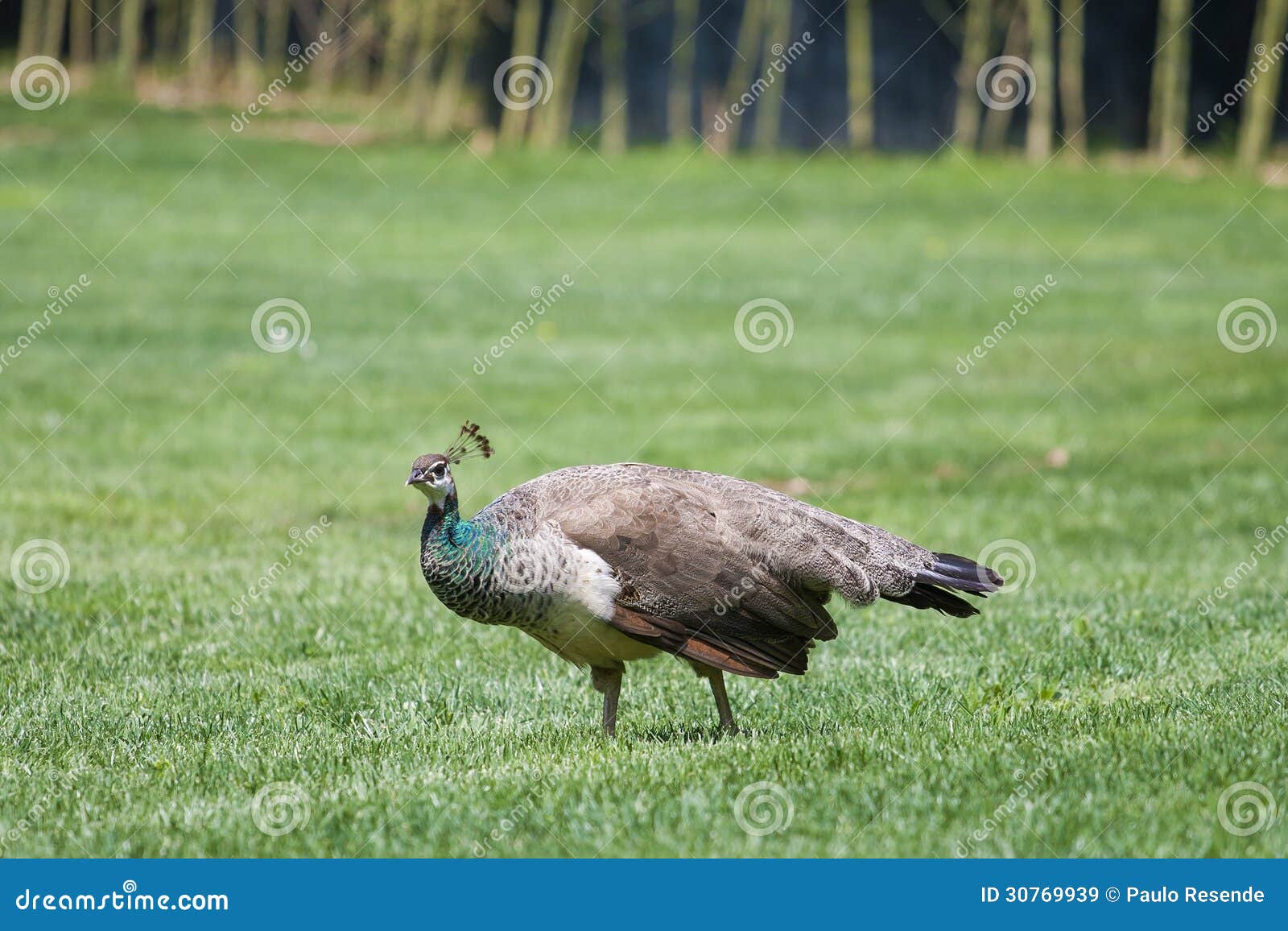 Weiblicher Pfau stockbild. Bild von ignorieren, eleganz - 30769939