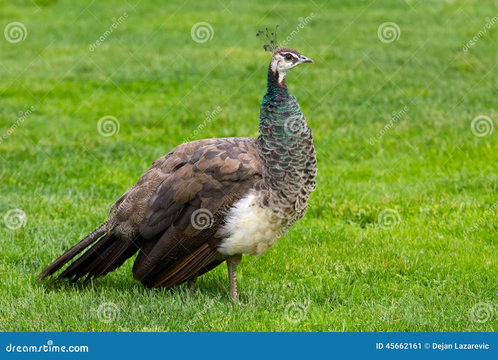 Weiblicher Pfau stockbild. Bild von wildnis, grau, feder - 45662161