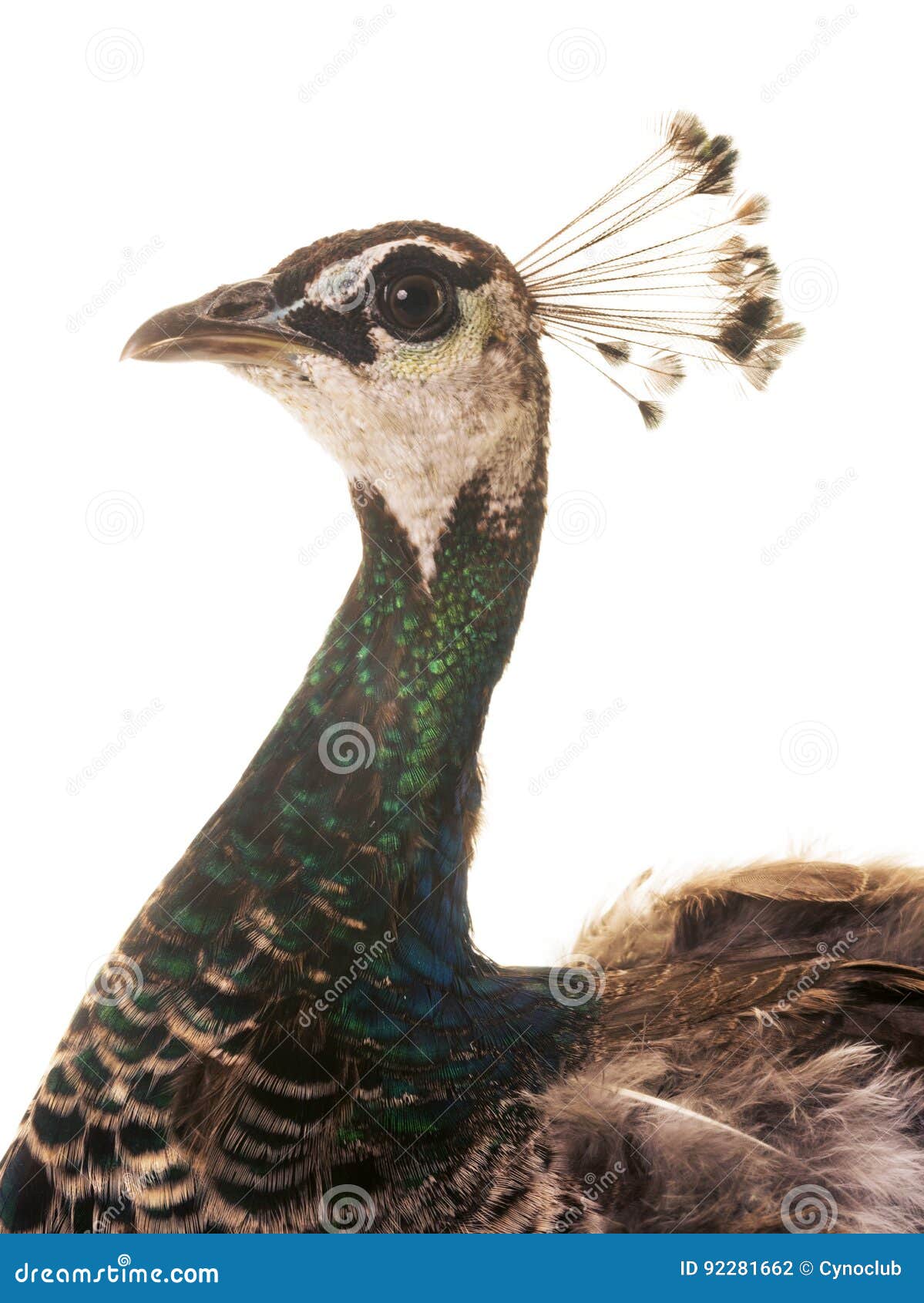 Weiblicher Pfau im Studio stockfoto. Bild von tier, fasan - 92281662