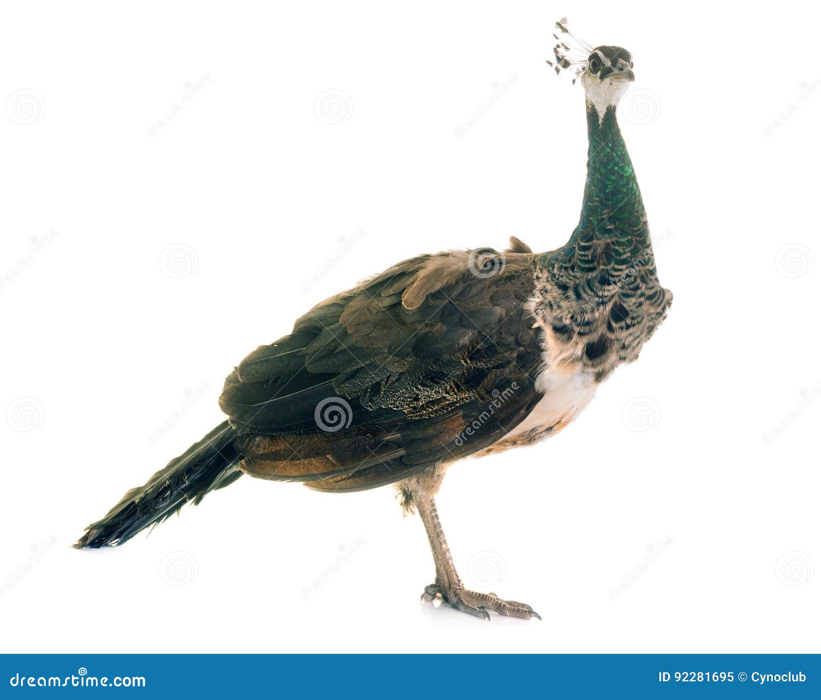 Weiblicher Pfau im Studio stockbild. Bild von tier, haustier - 92281695