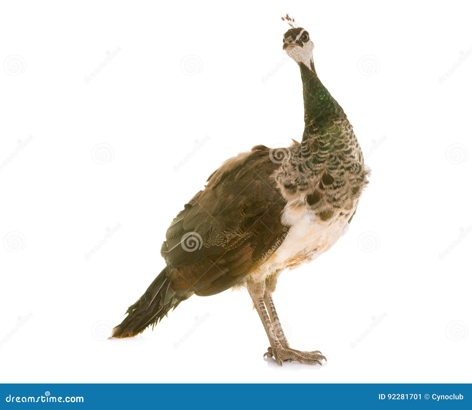 Weiblicher Pfau im Studio stockbild. Bild von fasan, tier - 92281701