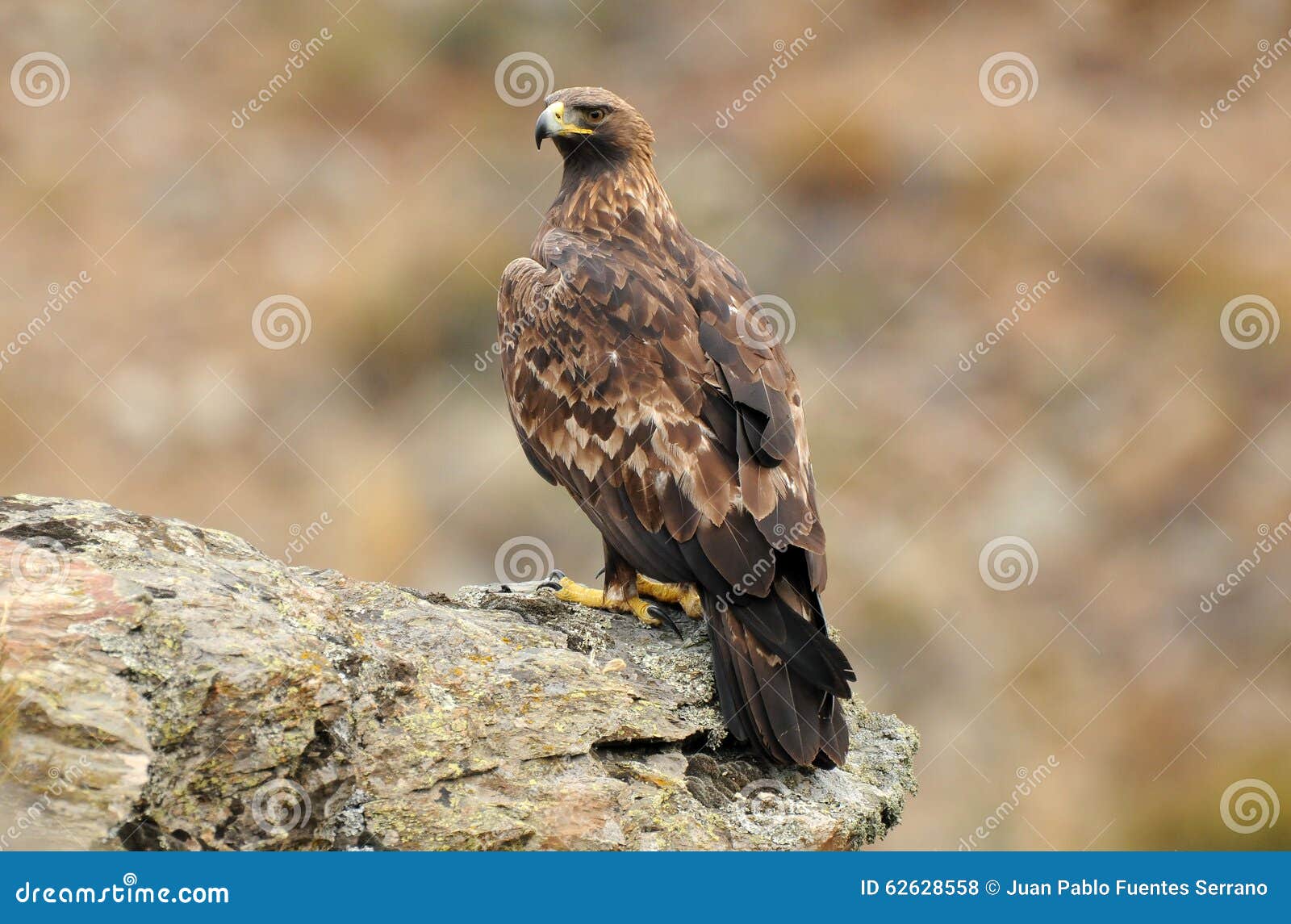 Weiblicher Steinadler Auf Dem Felsen Stockfoto - Bild von adler ...