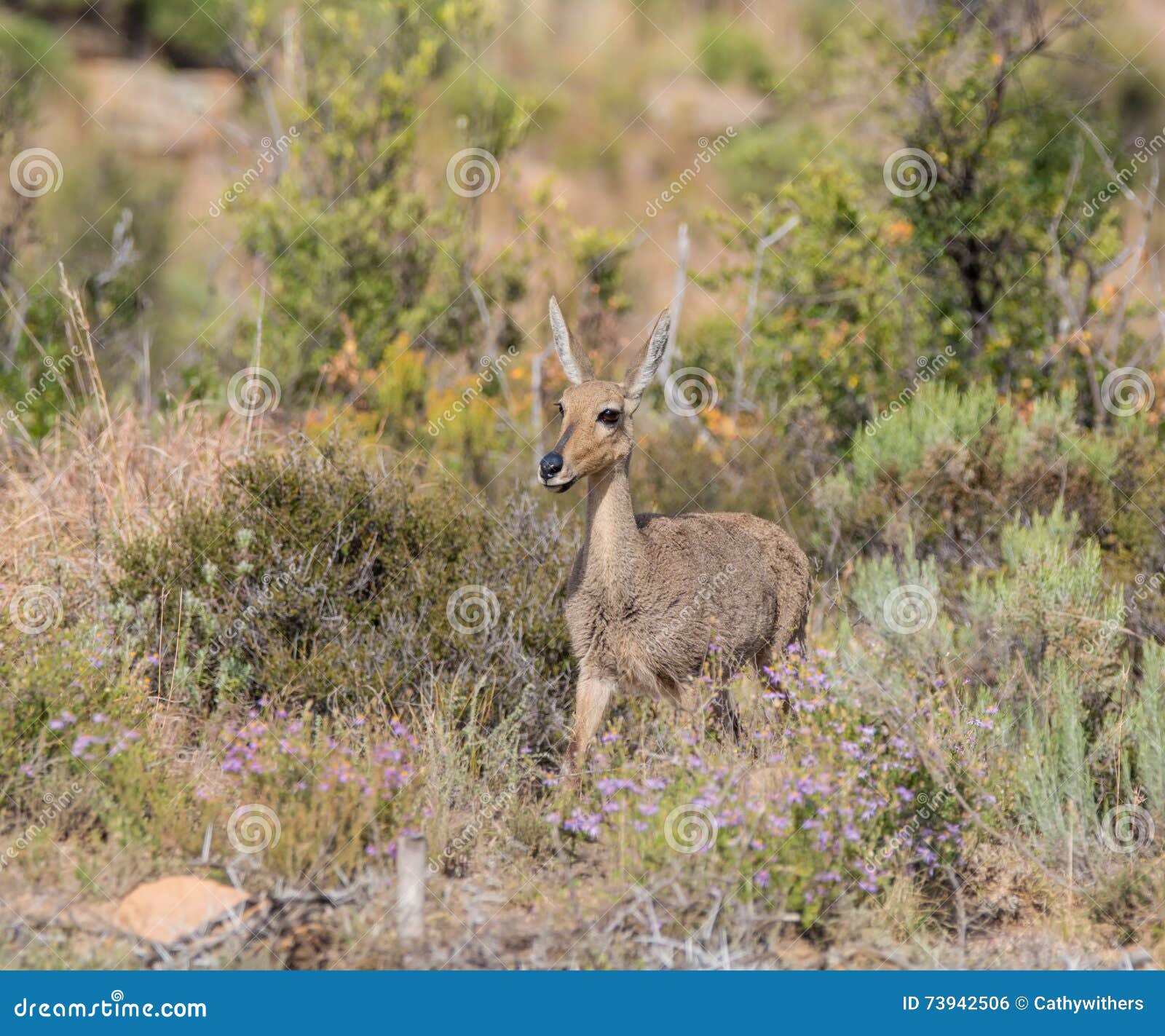 Weibliches Grey Rhebok stockfoto. Bild von wildnis, grau - 73942506