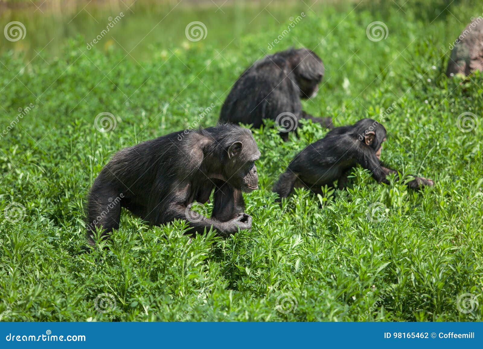 Weibliches Suchendes Lebensmittel Des Affen Stockfoto - Bild von jung ...
