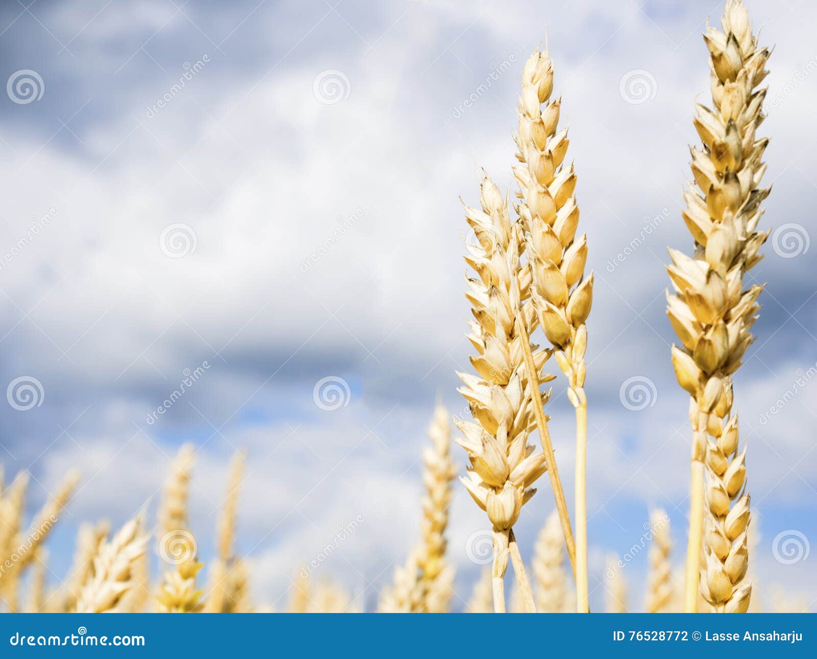 Weichweizen Stock-Fotos - Melden Sie sich kostenlos an