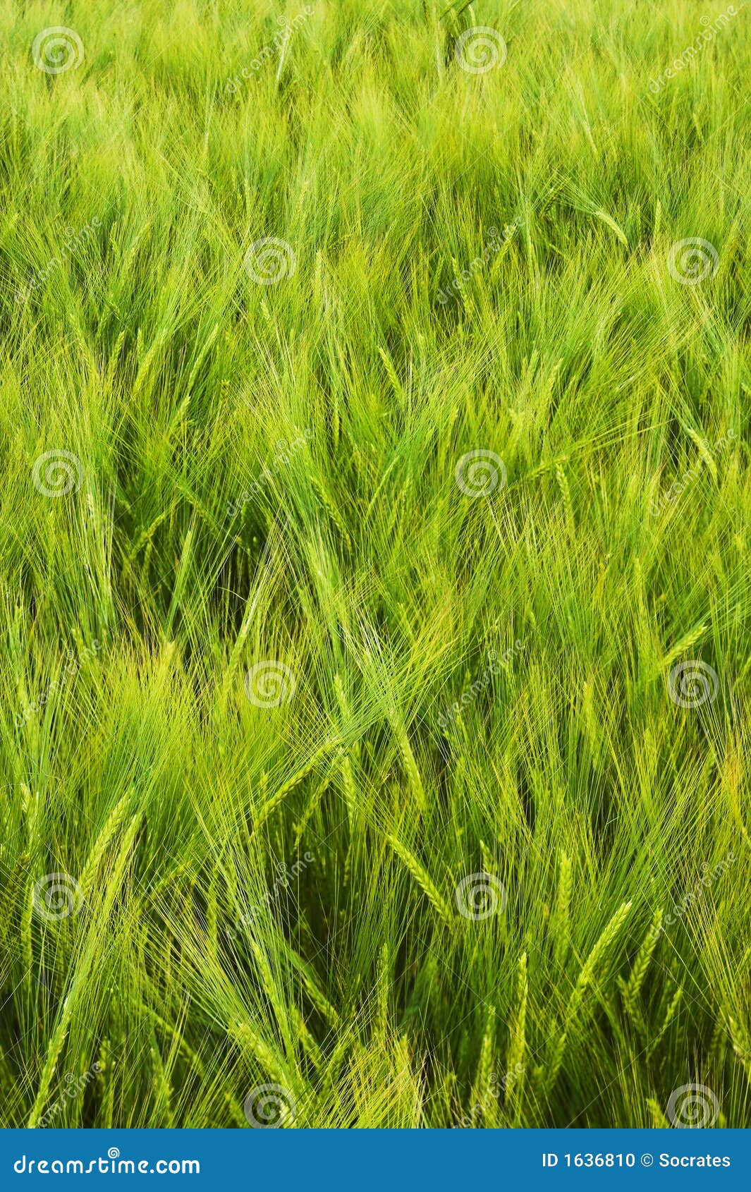 Weide stock foto. Image of graan, korrel, duitsland, plantkunde - 1636810