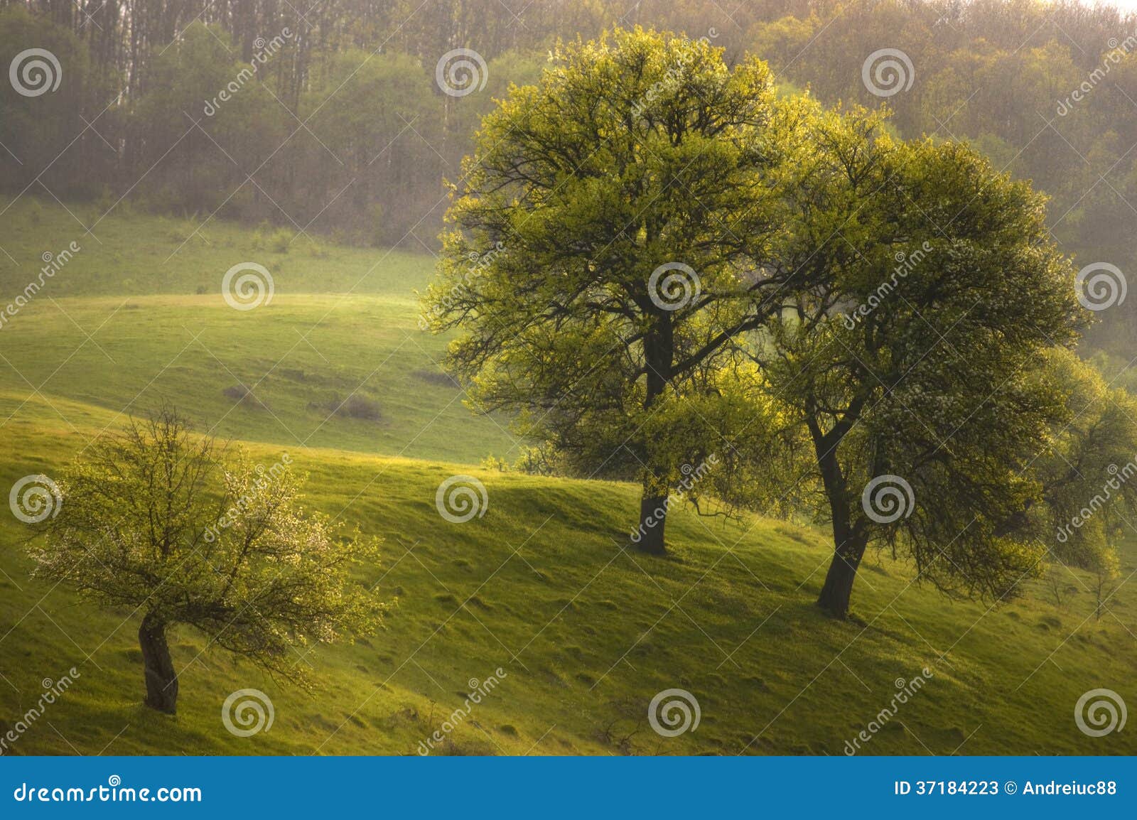 Weide in De Lente Met Bomen in Bloei Stock Afbeelding - Image of zomer ...