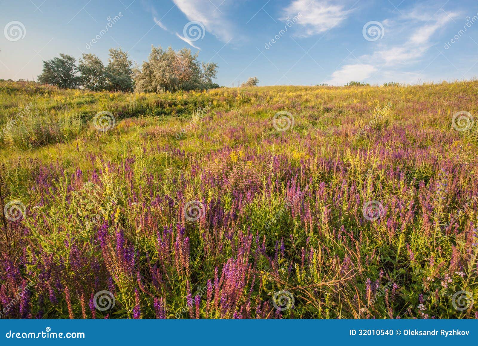 Weide Met Groen Gras En Blauwe Hemel Stock Foto - Image of wolk, kruid ...