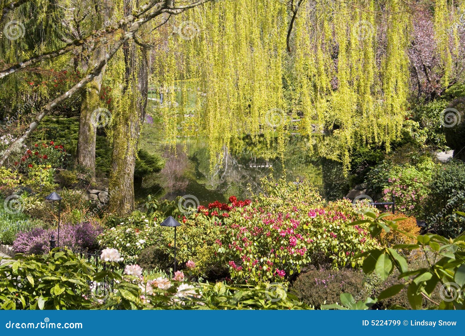 Weide und Blumen stockbild. Bild von garten, frech, farbe - 5224799