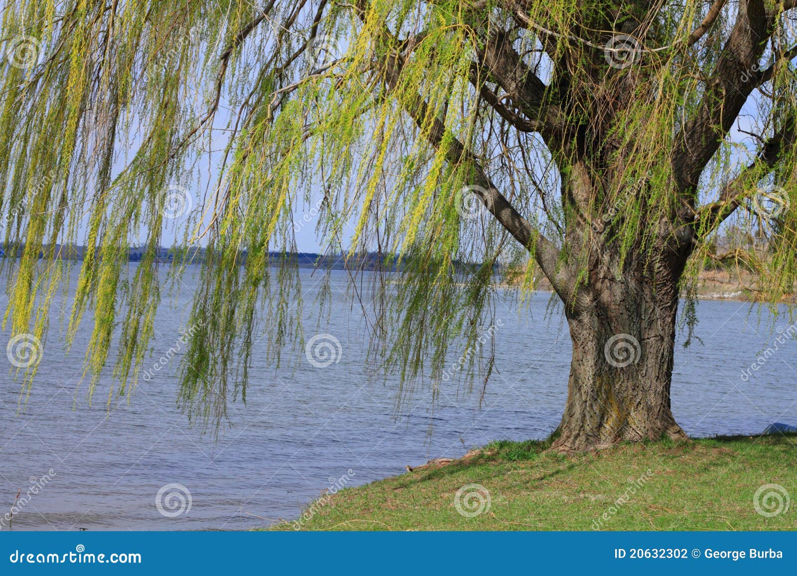 Weidebaum stockfoto. Bild von weinen, blätter, landschaft - 20632302