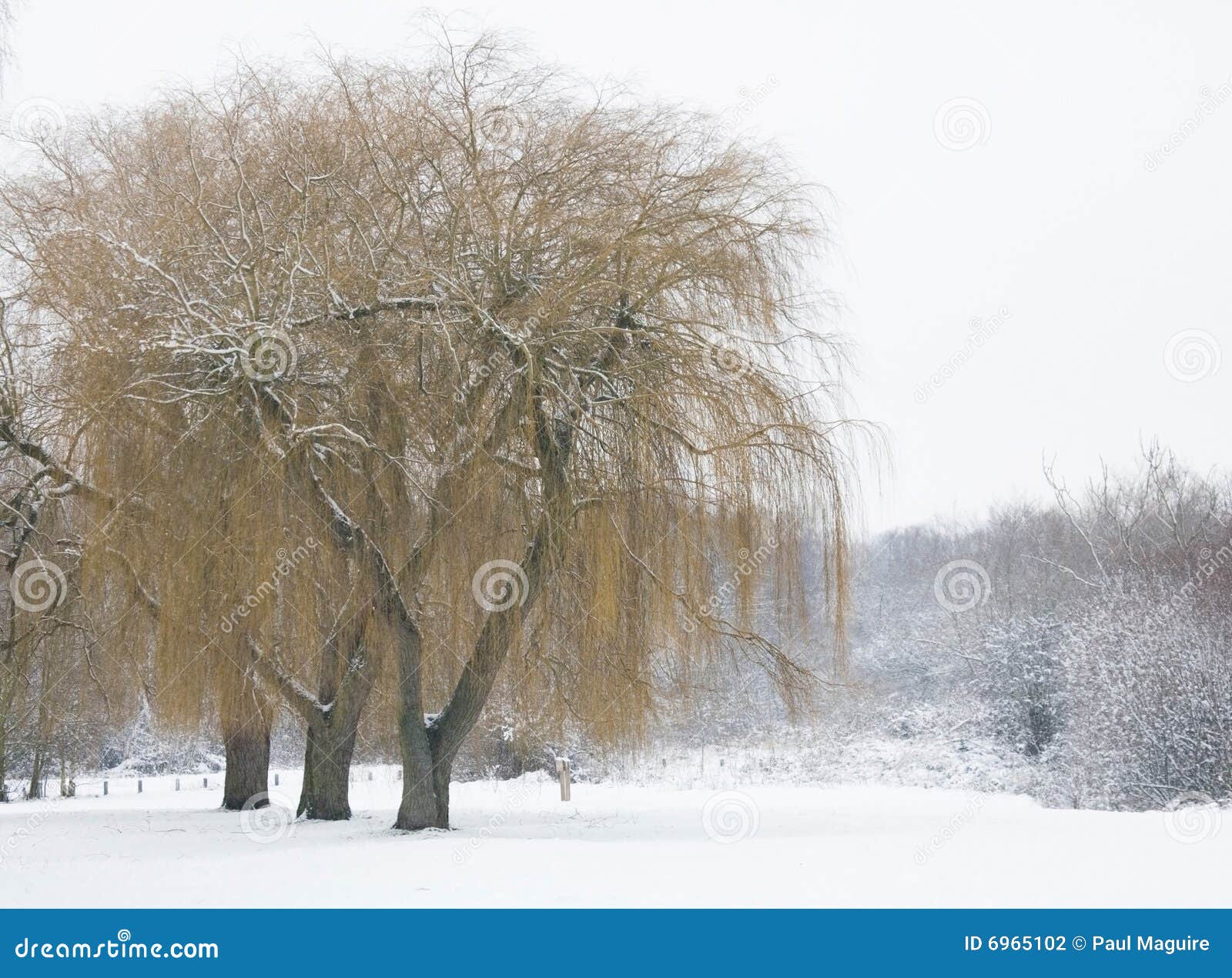 Weiden im Winter stockfoto. Bild von ruhe, landwirtschaftlich - 6965102