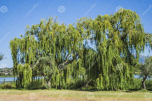 Weidenbäume, im Sumpf stockfoto. Bild von biologie, horizontal - 32769256