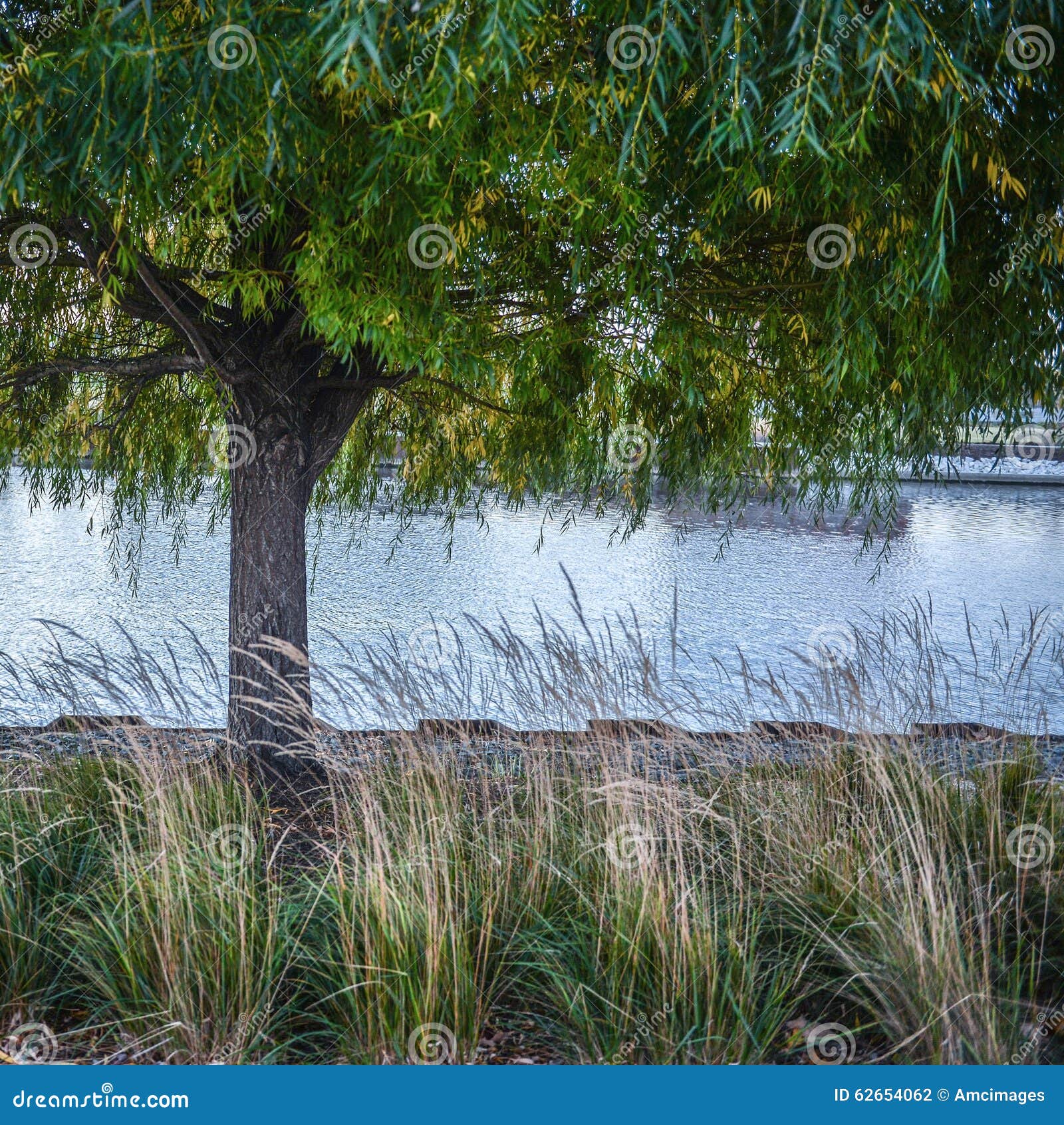 Weidenbaum auf Flussrand stockfoto. Bild von herbst, wisconsin - 62654062