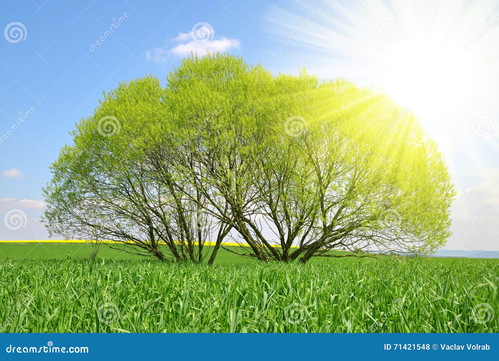 Weidenbaum auf Wiese stockfoto. Bild von frühjahr, hell - 71421548