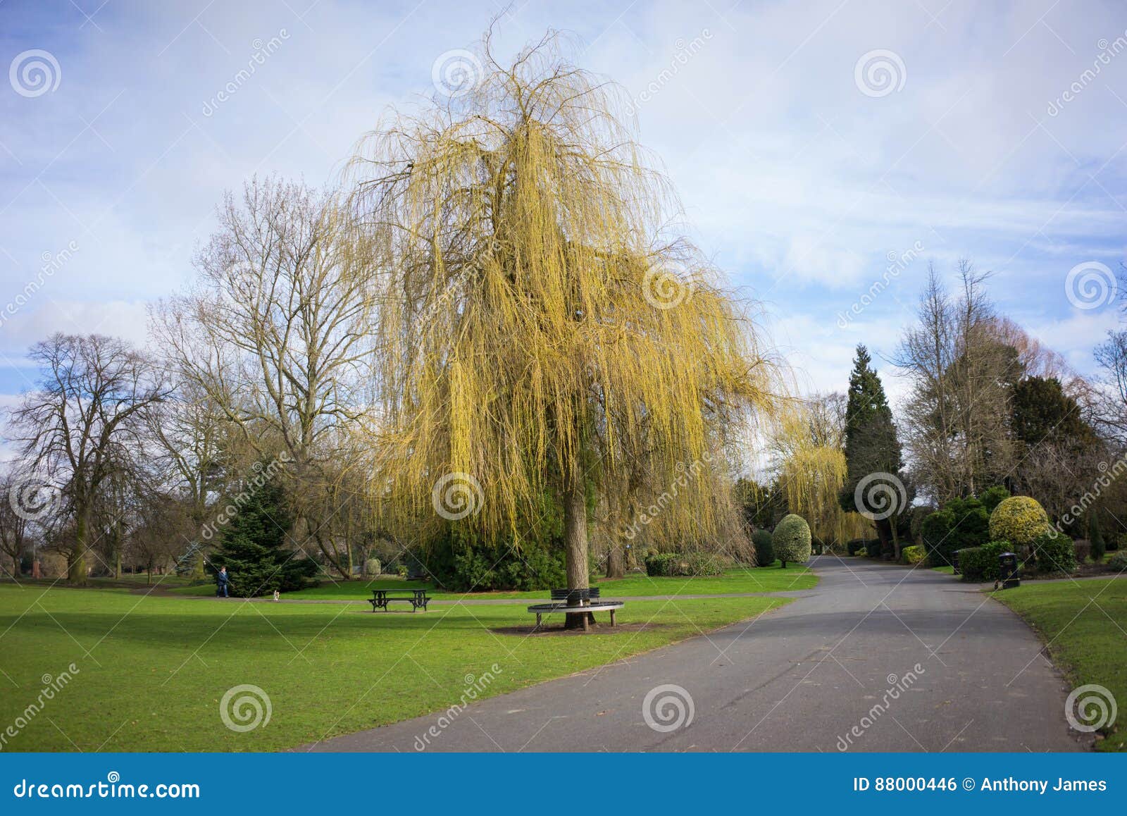 Weidenbaum an Der Seite Einer Bahn in Einem Park Stockfoto - Bild von ...