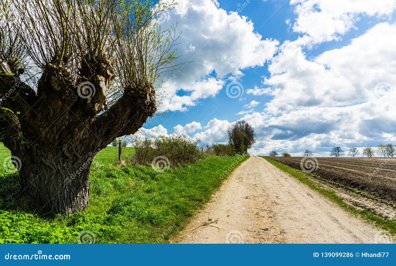 Weidenbaum Nahe Bei Einem Feldweg Stockfoto - Bild von schön ...