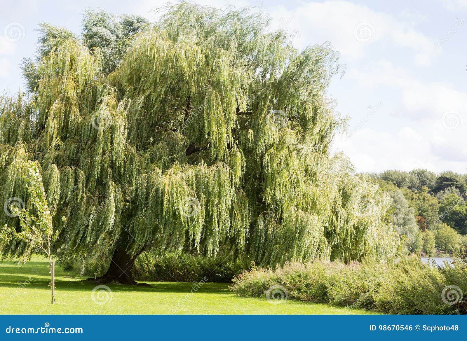 Weidenbaum Stock Photos - Royalty Free Stock Images