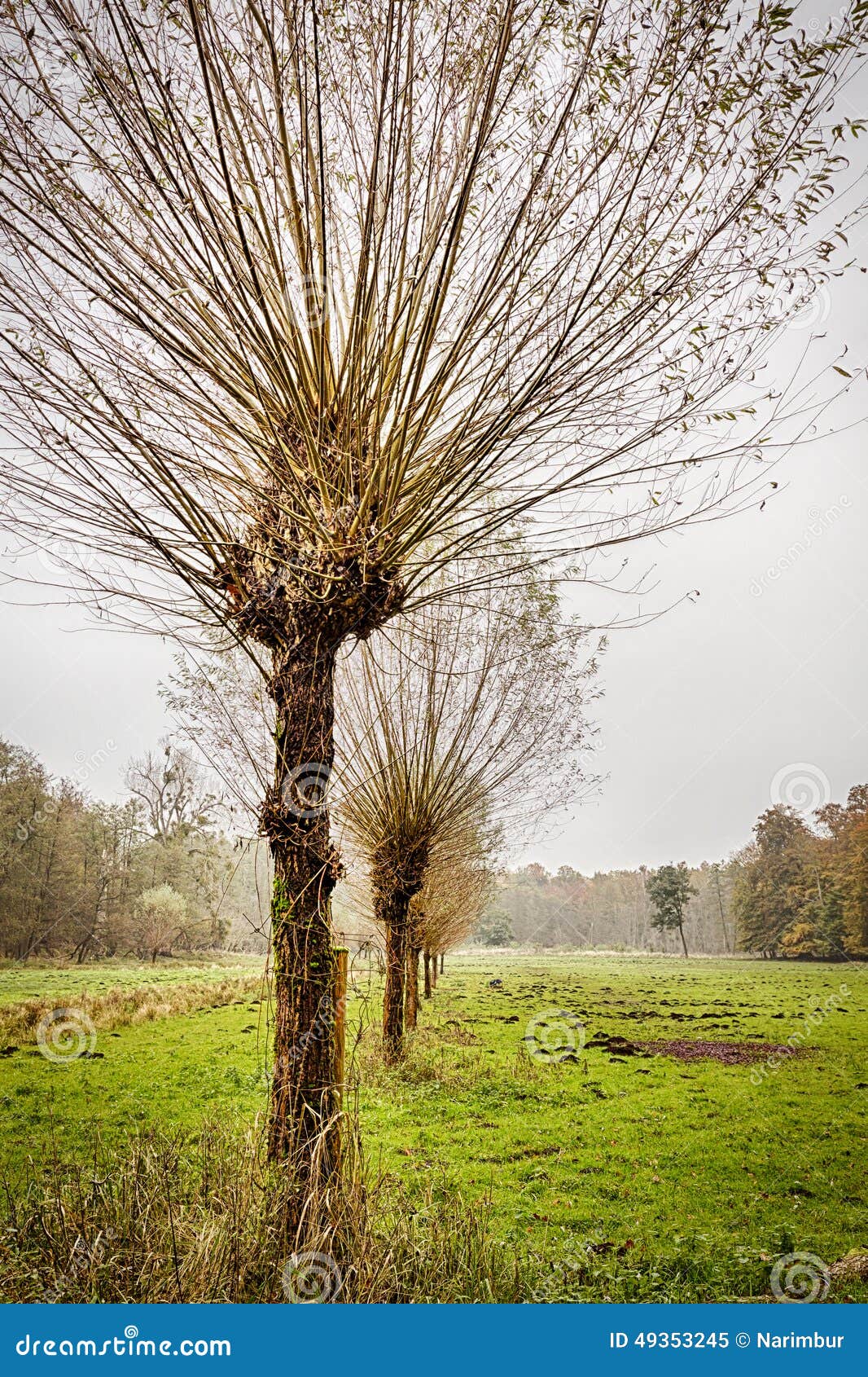 Weidenbäume In Folge Stockfoto - Bild: 49353245