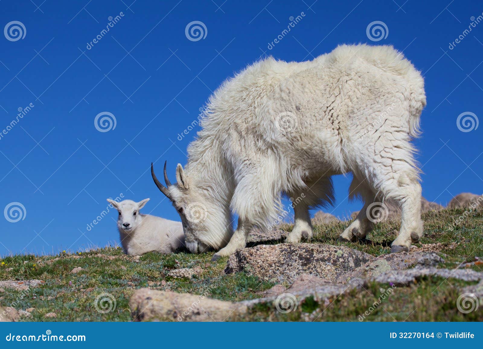 Weidende Berggeit Met JONG GEITJE Stock Foto - Image of colorado ...