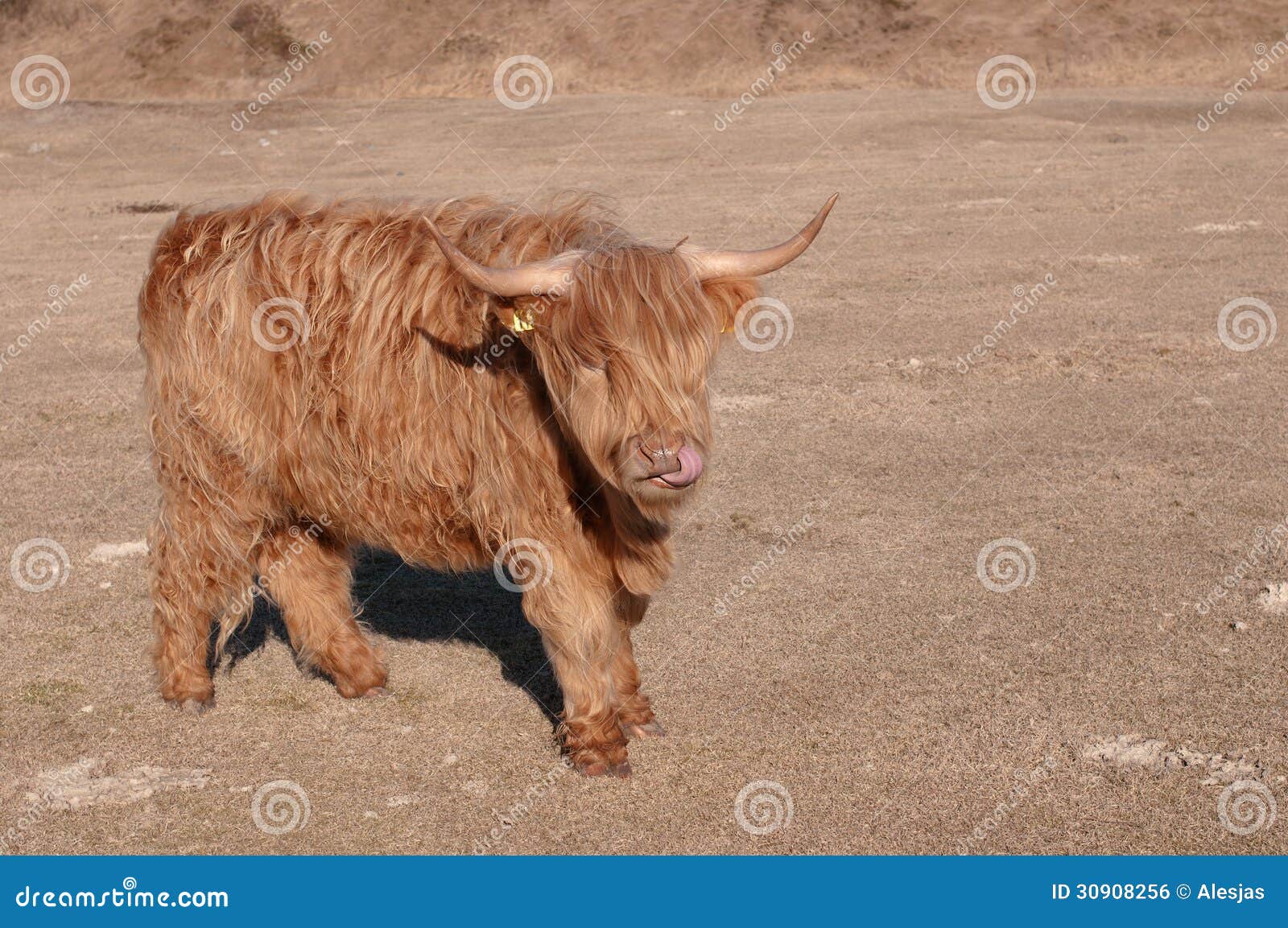 Weidende rode stier stock foto. Image of landbouwbedrijf - 30908256