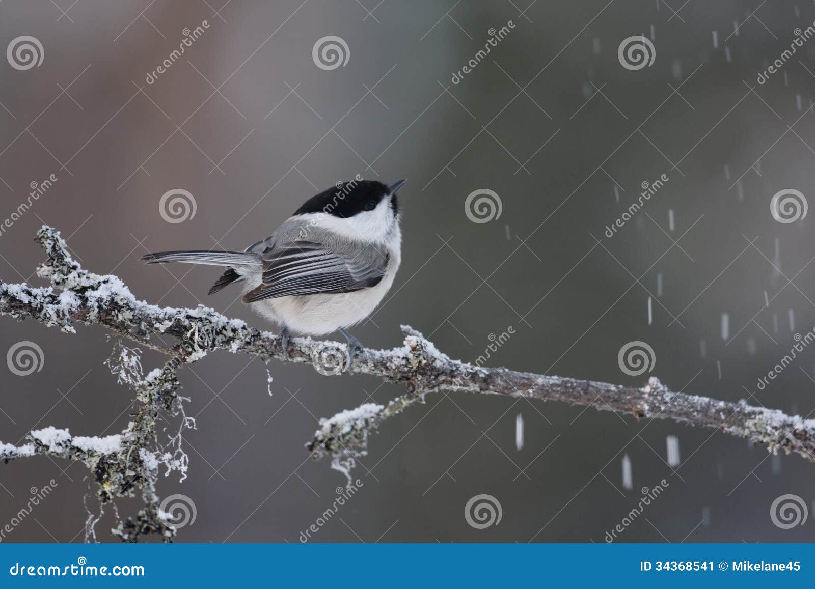 Weidenmeise, Parus Montanus Borealis Stockbild - Bild von europa ...