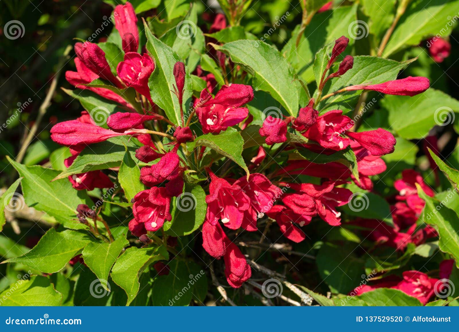 Weigela, Weigela florida stock photo. Image of perennial - 137529520