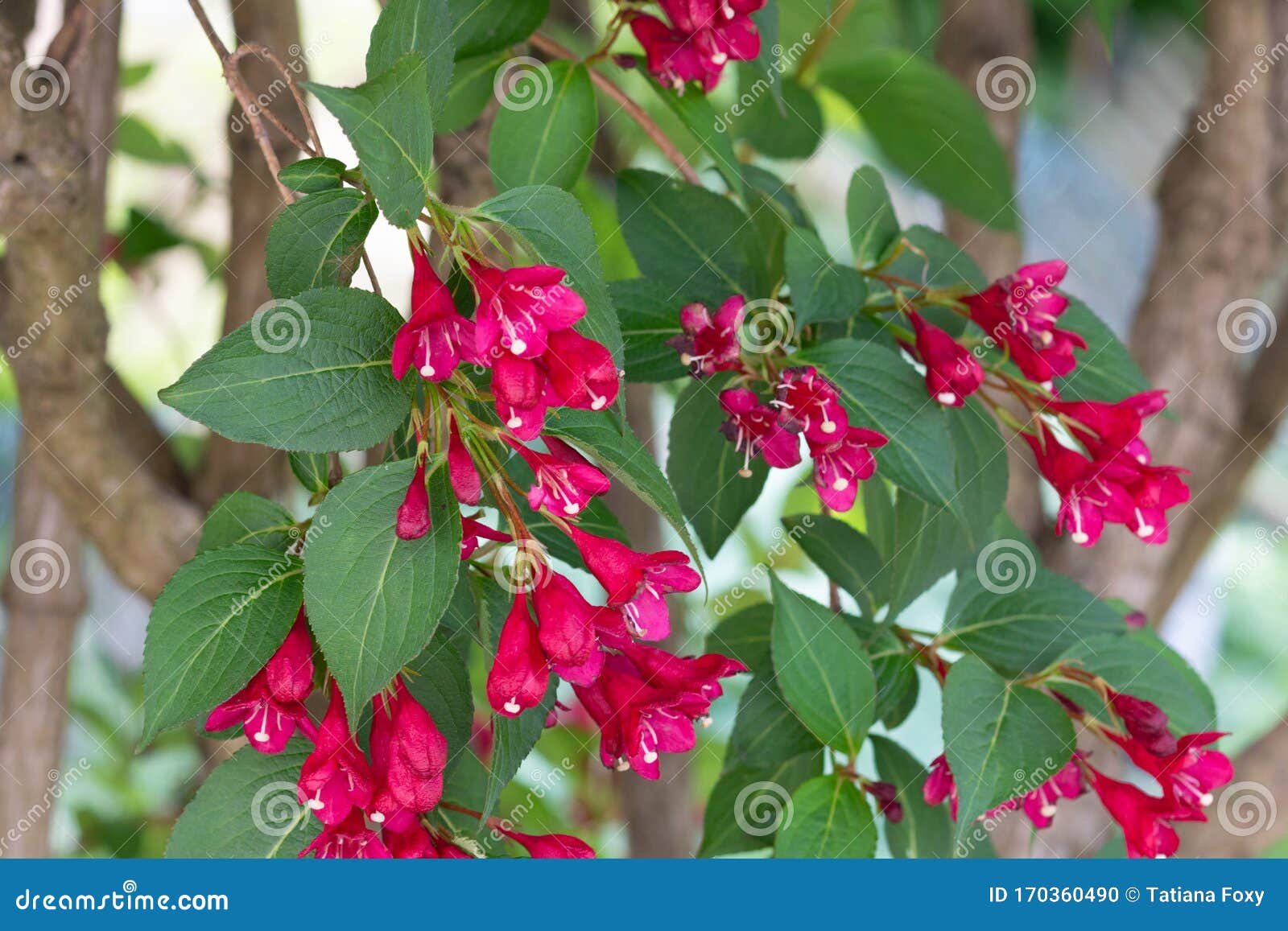 Weigela Shrub with Many Blooming Red Flowers on Branches Stock Photo ...