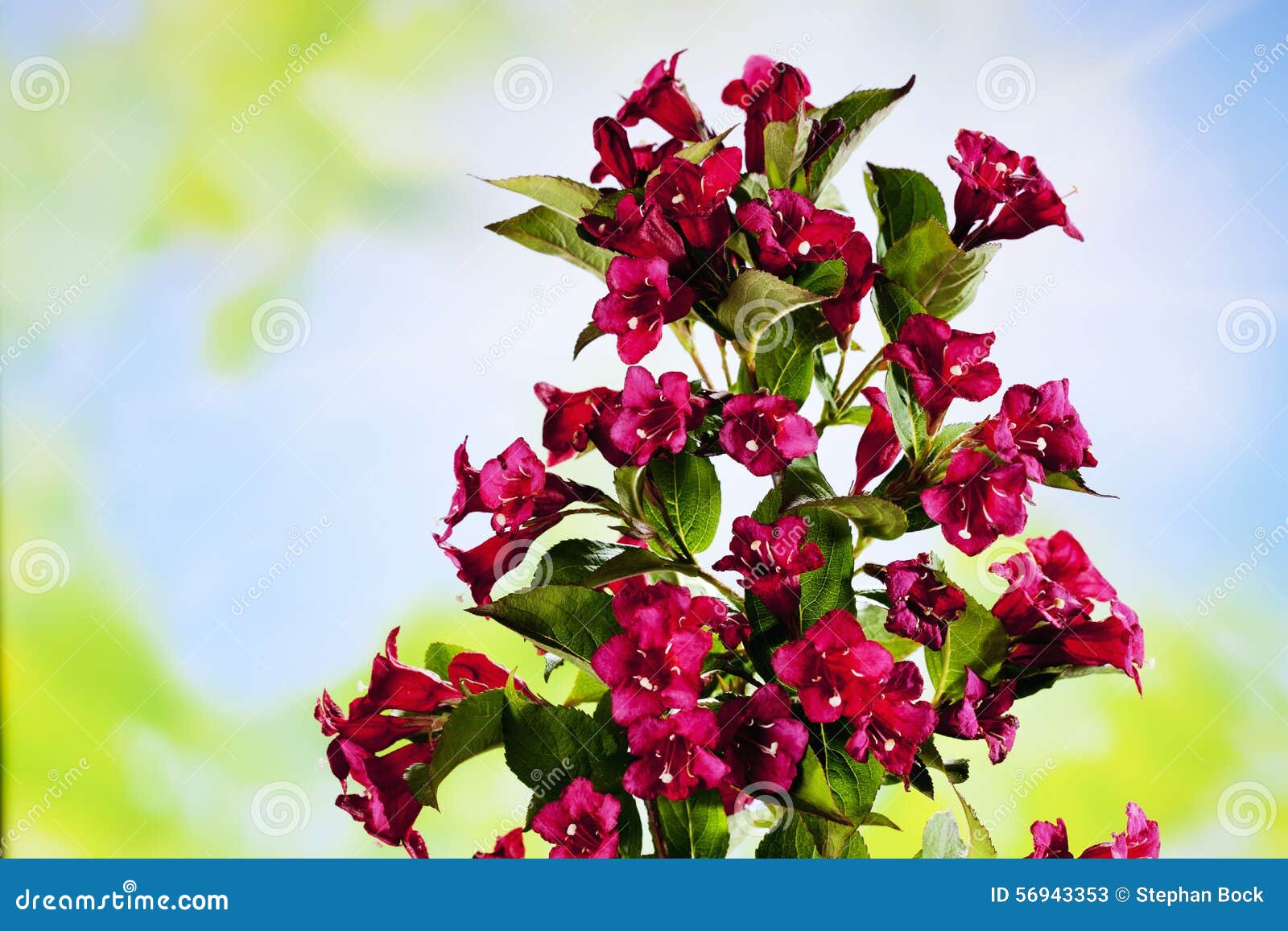 Weigelia, ruby stock image. Image of blooming, bushes - 56943353