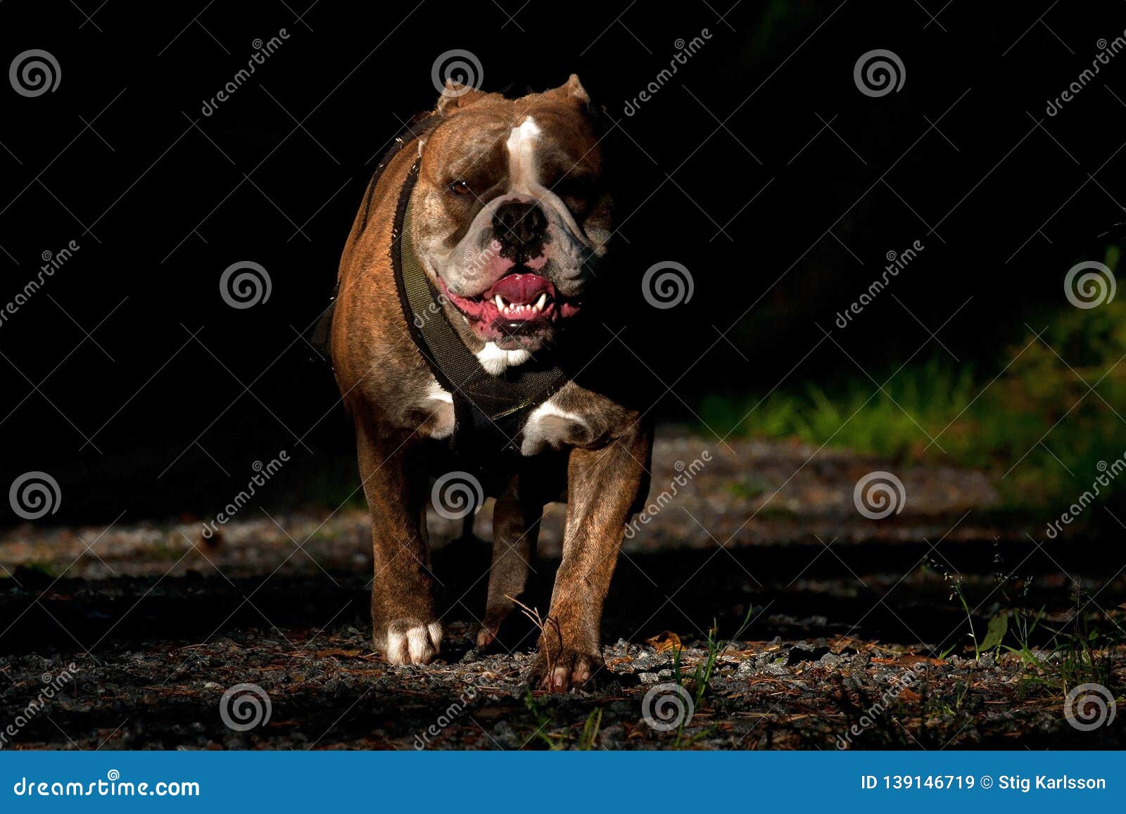 Weight pull for Bulldog stock image. Image of carnivora - 139146719