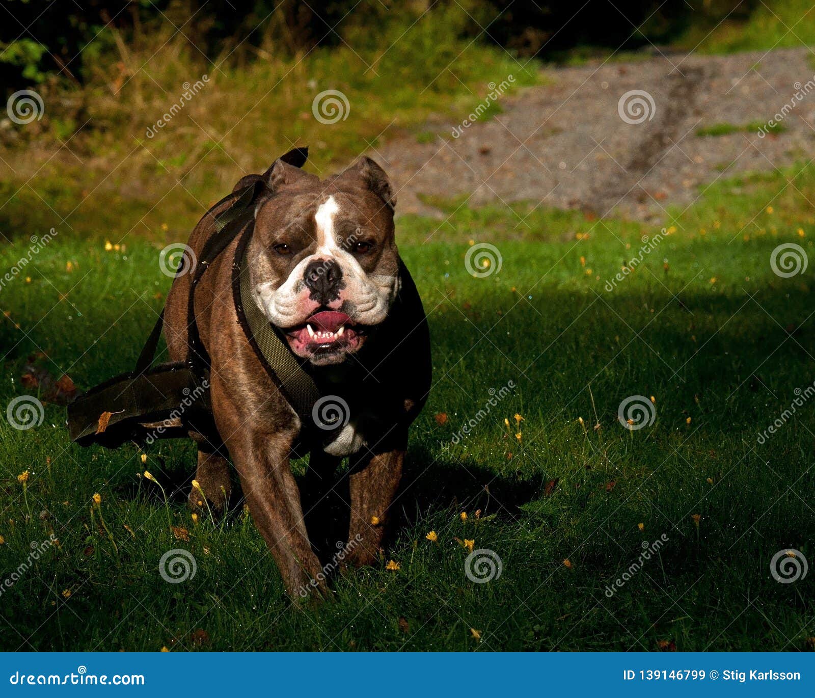 Weight pull for Bulldog stock image. Image of bulldog - 139146799