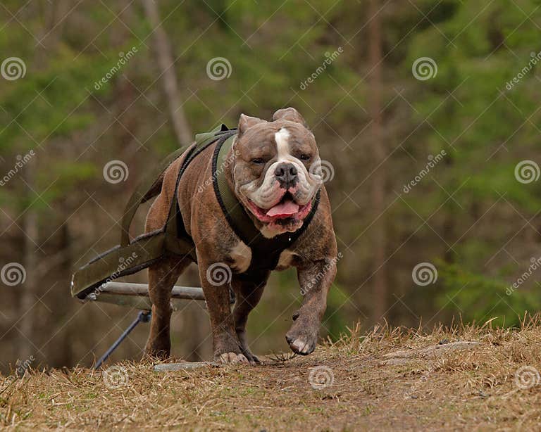 Weight pull for Bulldog stock photo. Image of exploration - 38899620