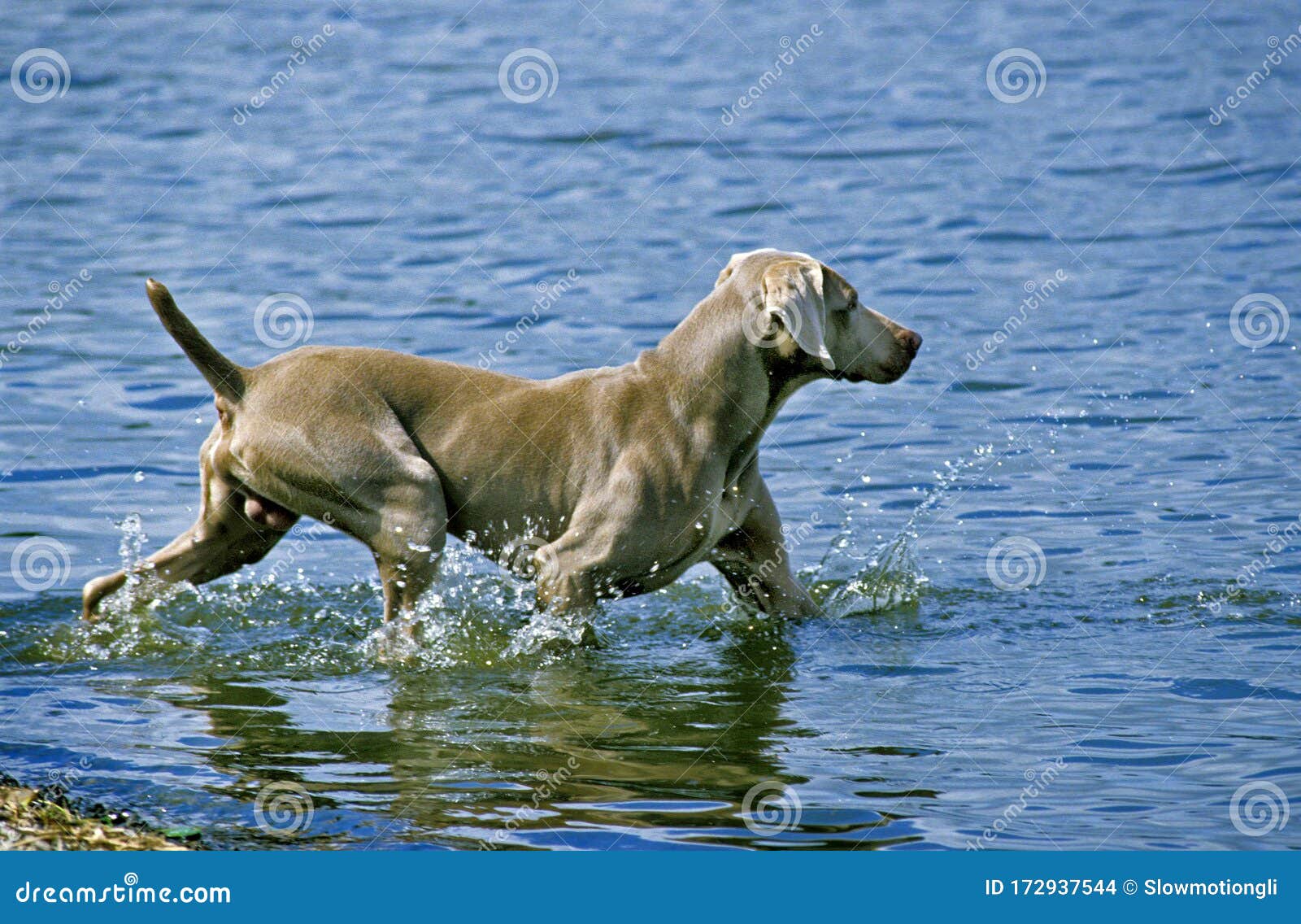 BRAQUE DE WEIMAR stock photo. Image of profile, adult - 172937544