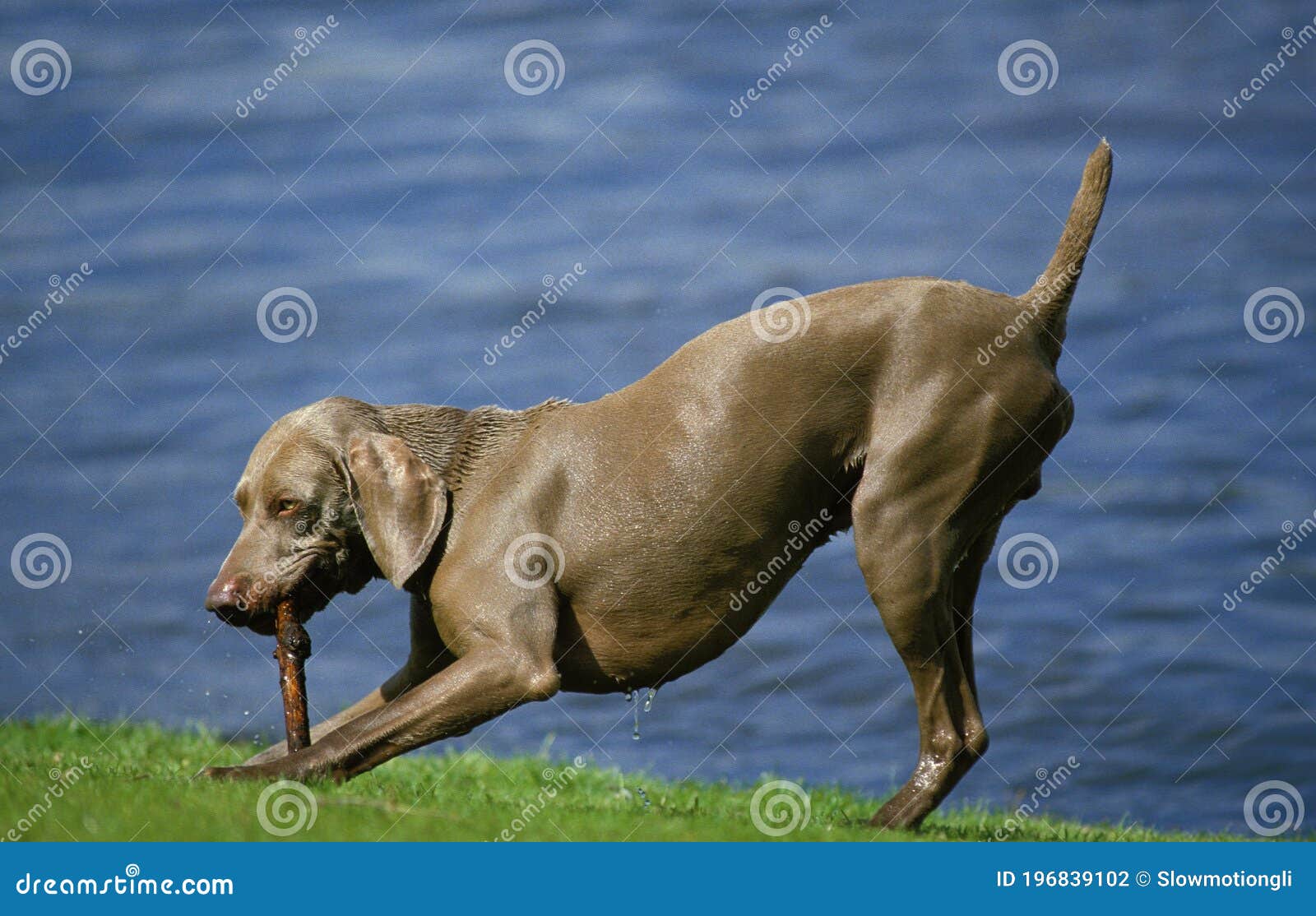 Weimar Pointer Dog, Male Playing with a Piece of Wood Stock Photo ...