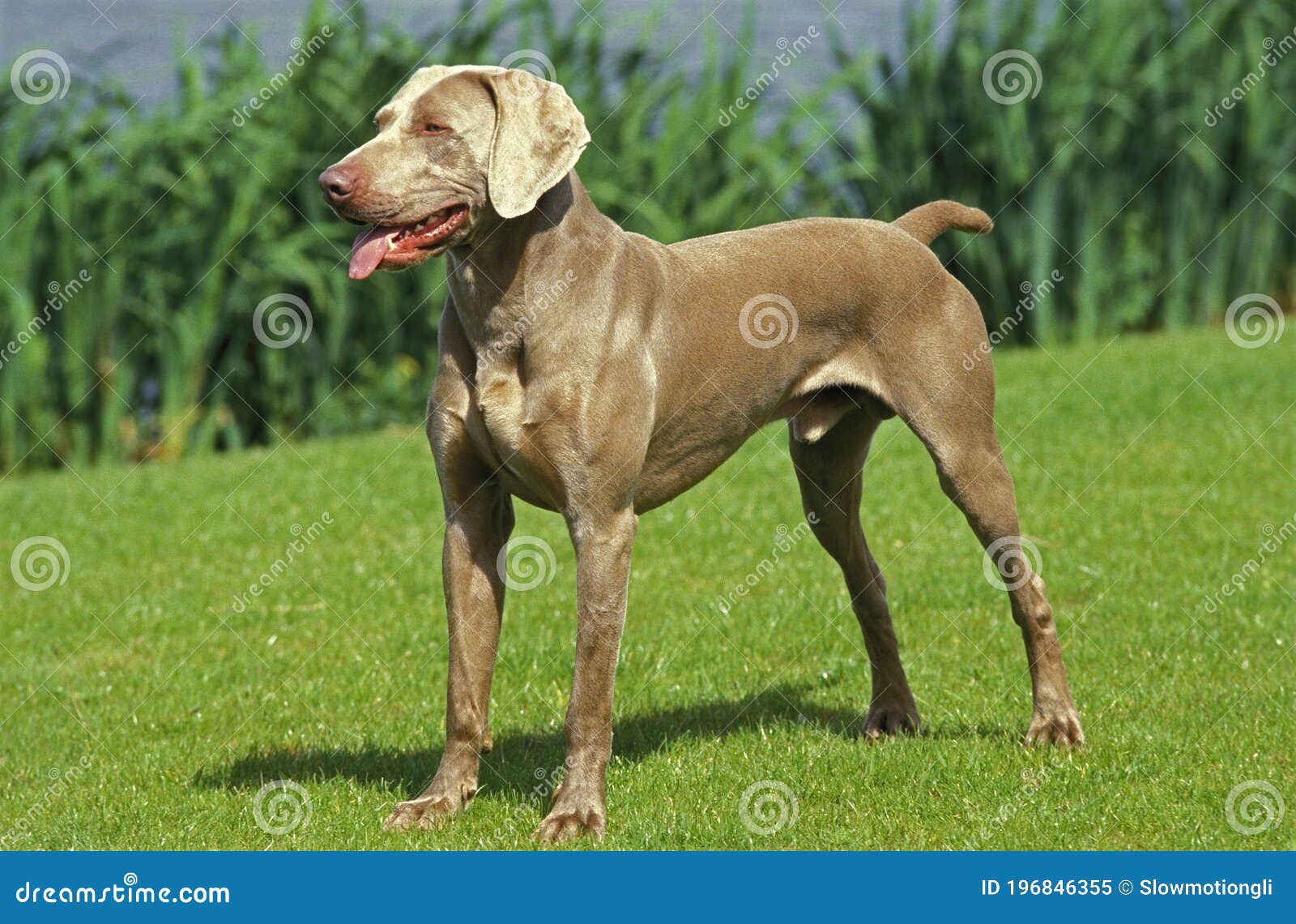 Weimar Pointer Dog, Male Standing on Grass Stock Image - Image of ...