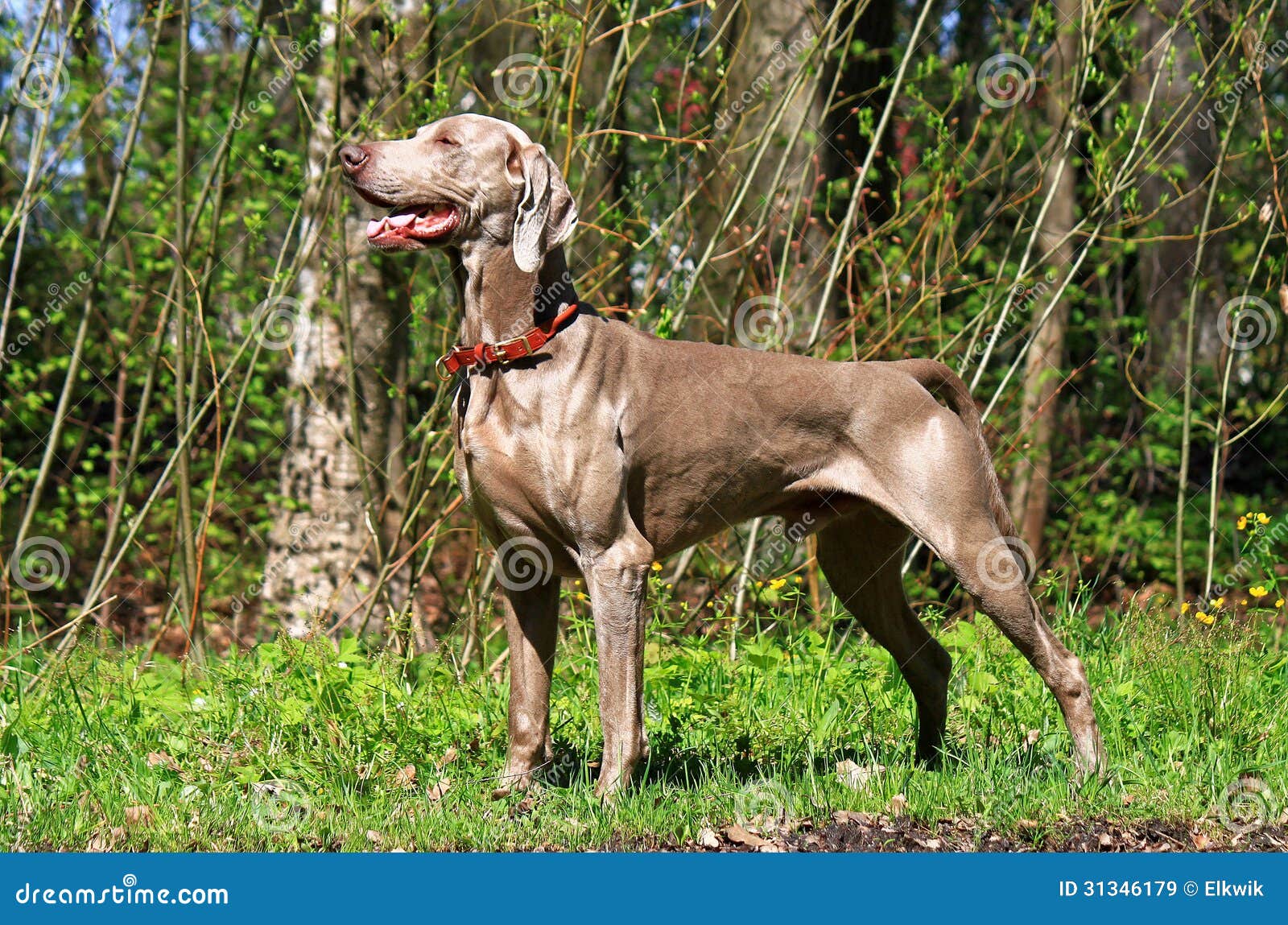 Weimar pointer stock image. Image of hunting, meadow - 31346179