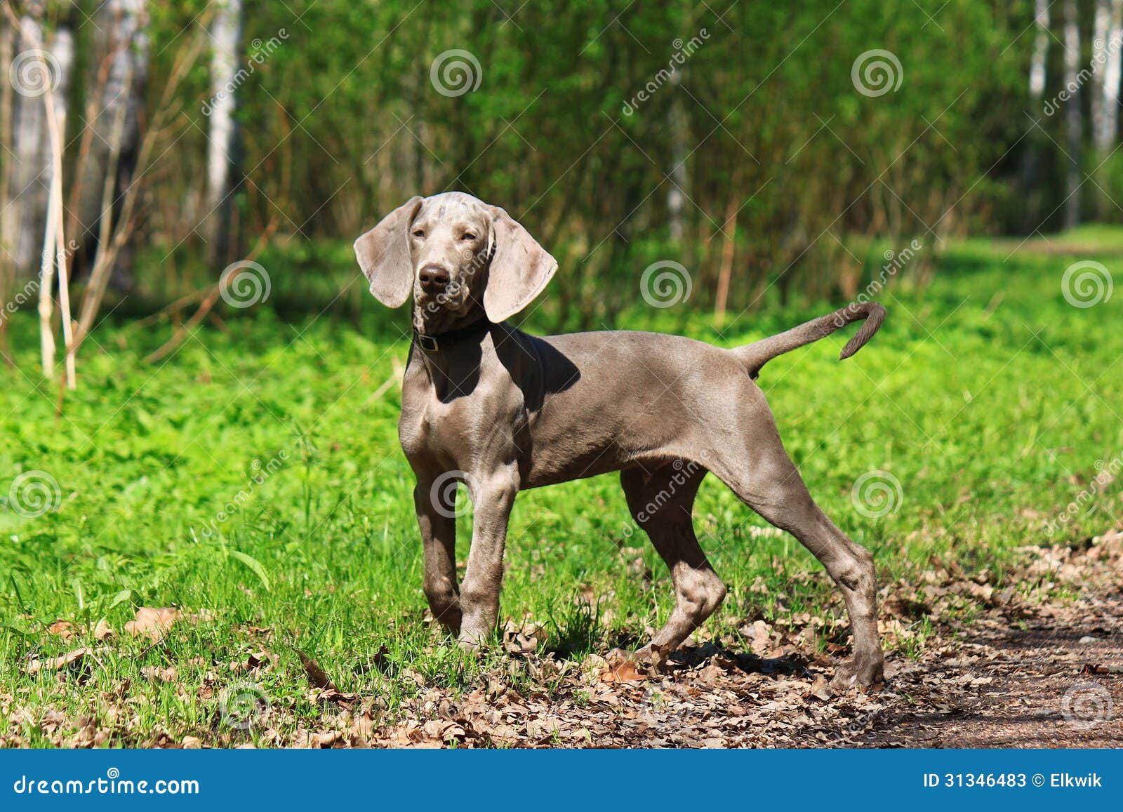 Weimar pointer.Puppy. stock image. Image of hunting, hound - 31346483
