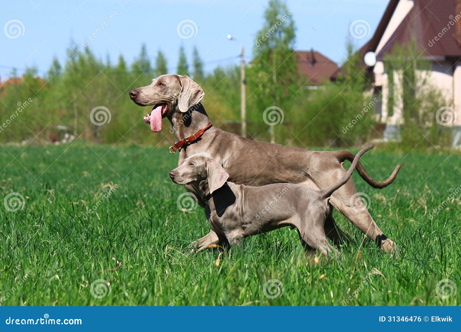 Weimar pointers stock photo. Image of weimaraner, weimar - 31346476