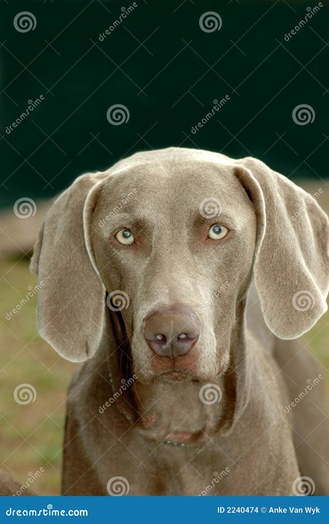 Weimaraner stock photo. Image of canines, doggy, eyes - 2240474