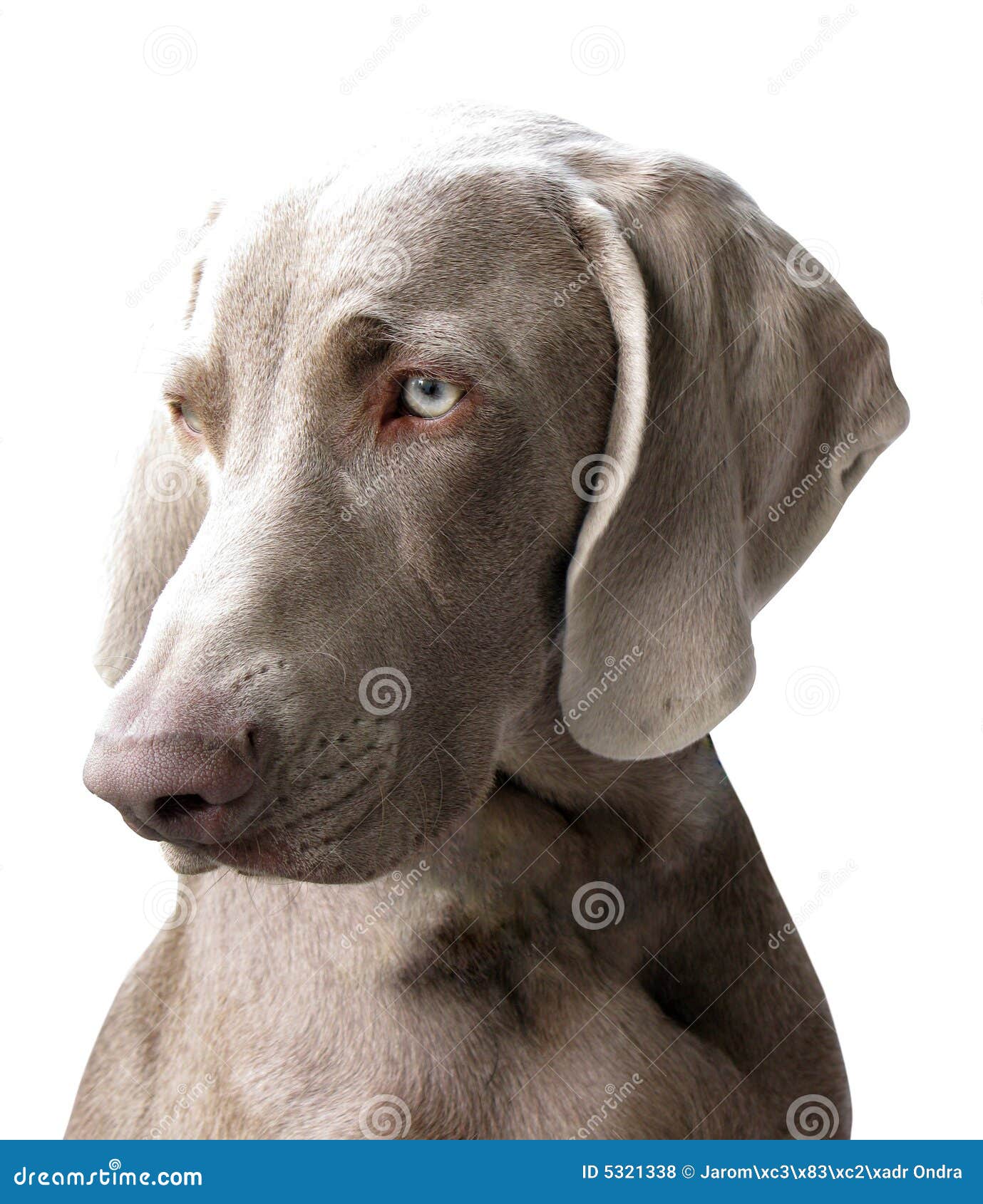 Weimaraner stock photo. Image of beige, animals, sight - 5321338