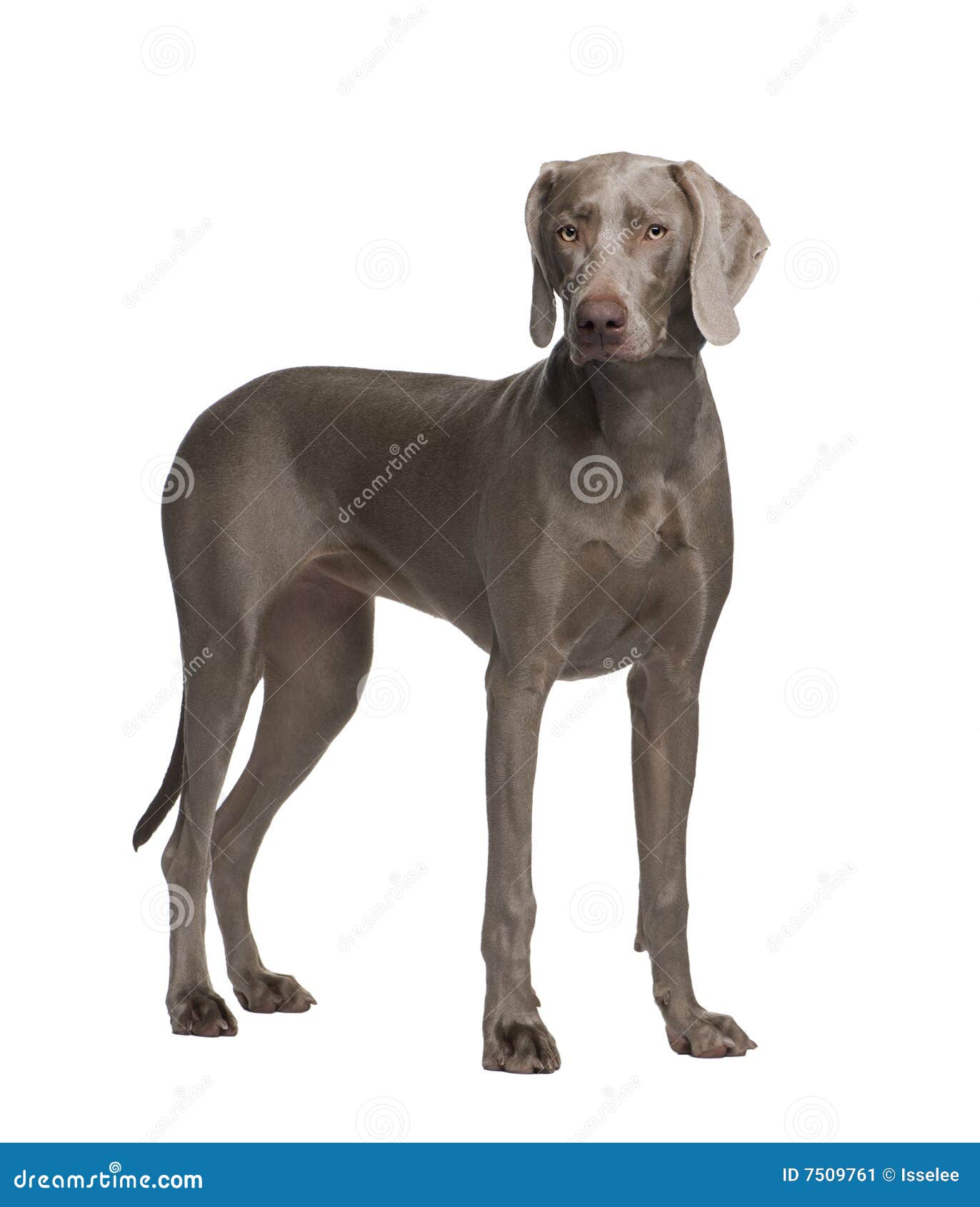 Weimaraner (9 months) stock image. Image of weimaraner - 7509761