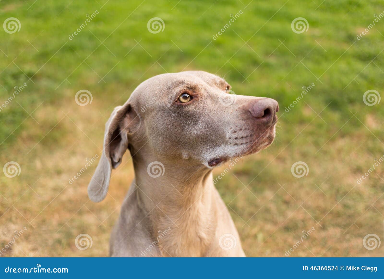 Weimaraner stock photo. Image of closeup, german, nose - 46366524
