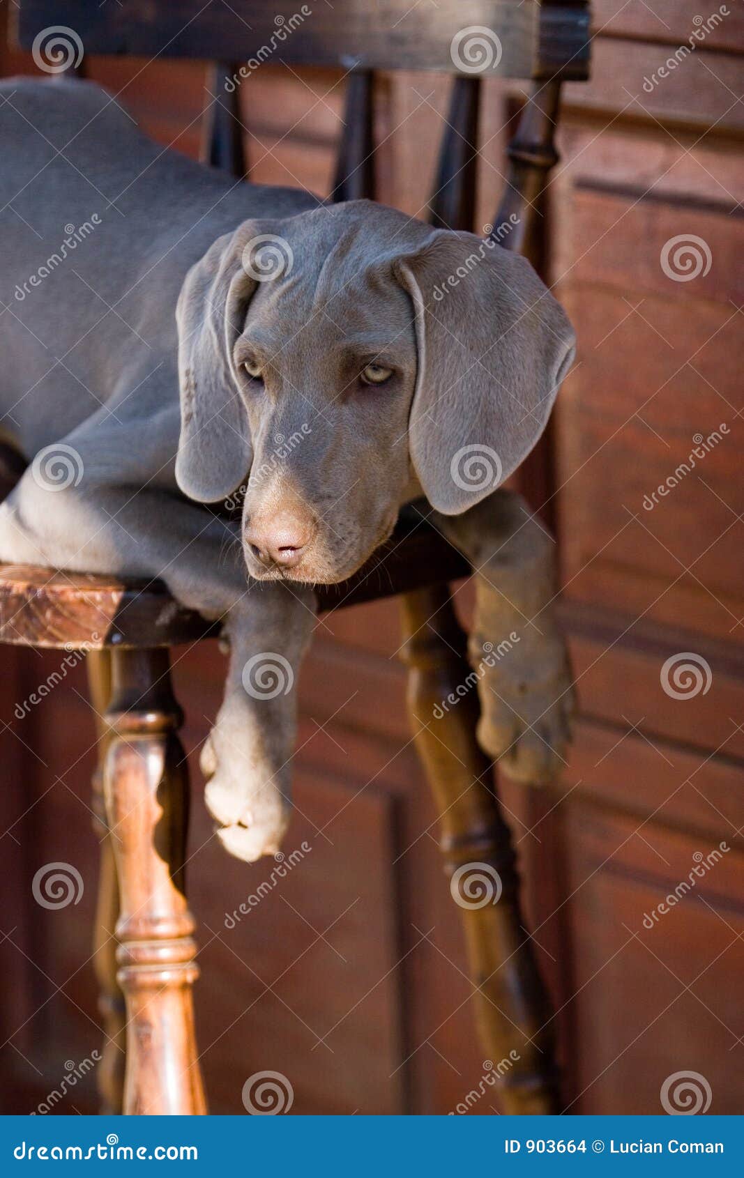 Weimaraner del perro foto de archivo. Imagen de retrato - 903664